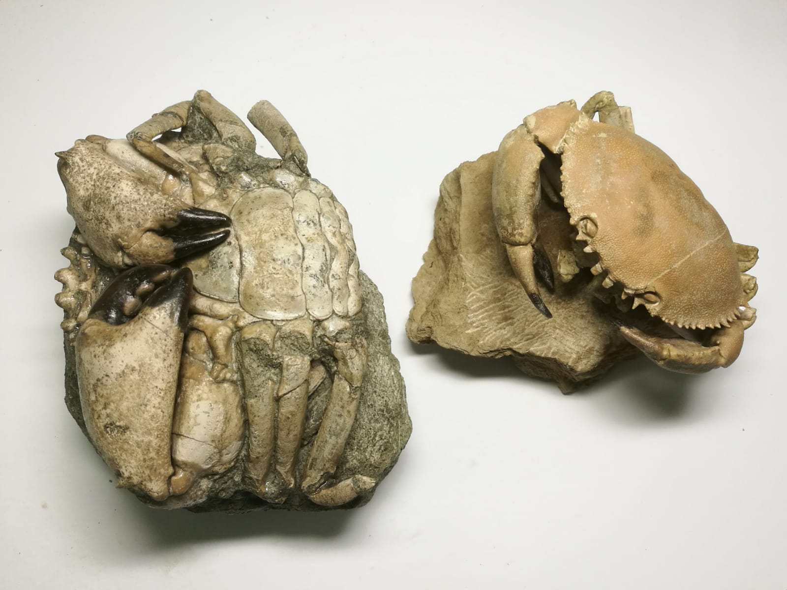 Some from my fossil crabs collection - Member Collections - The Fossil ...