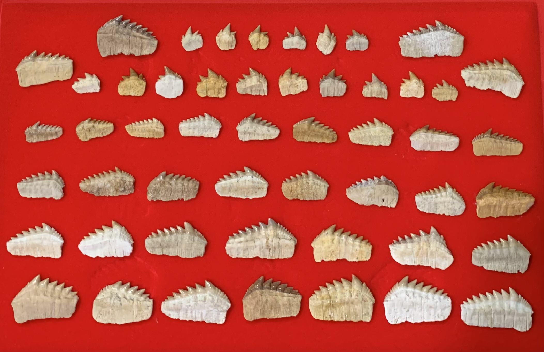 Show me your six and seven gill shark teeth - Page 7 - Member ...