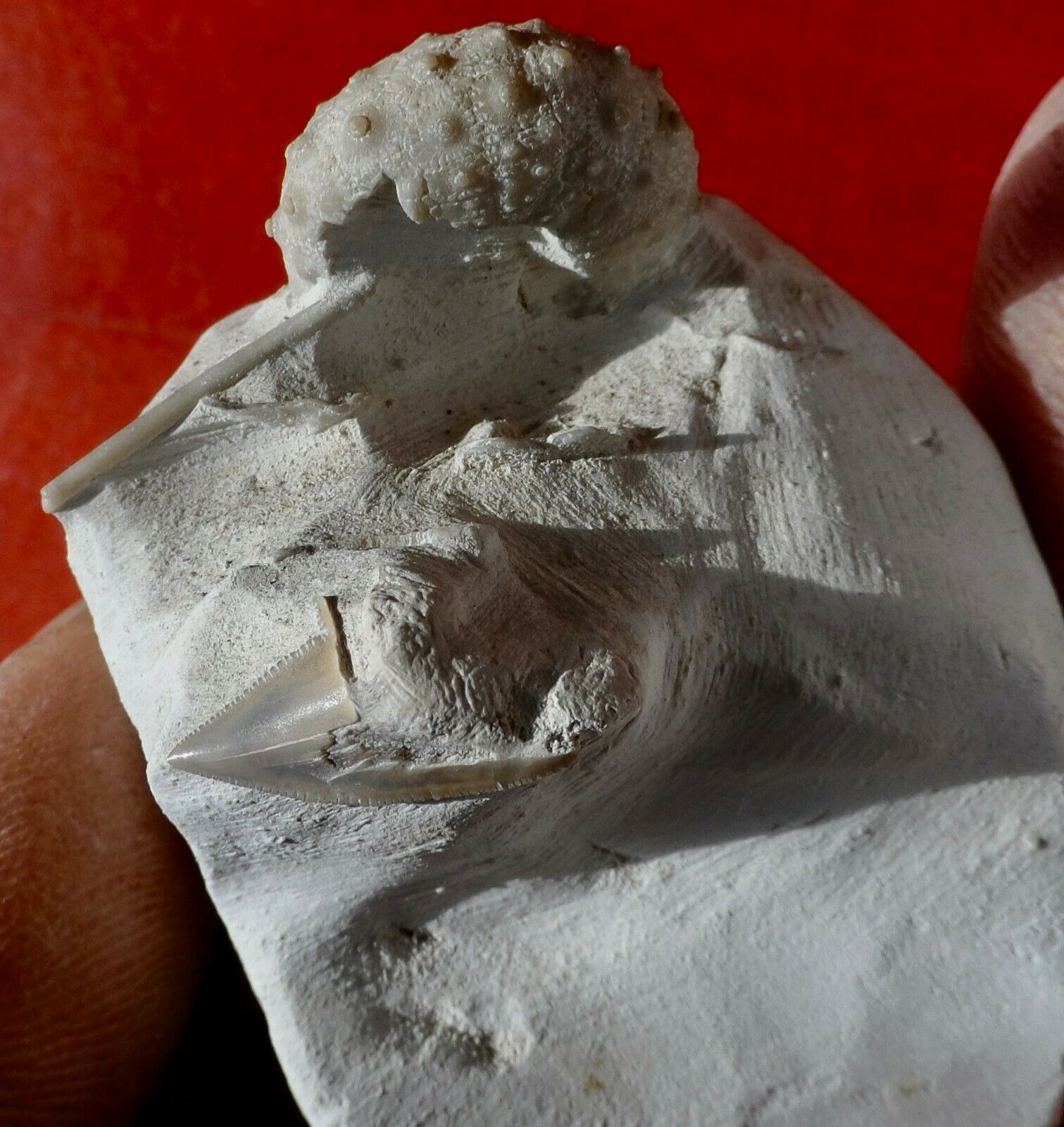 Gauthieria radiata? Turonian France with Squalicorax falcatus - Fossil ...
