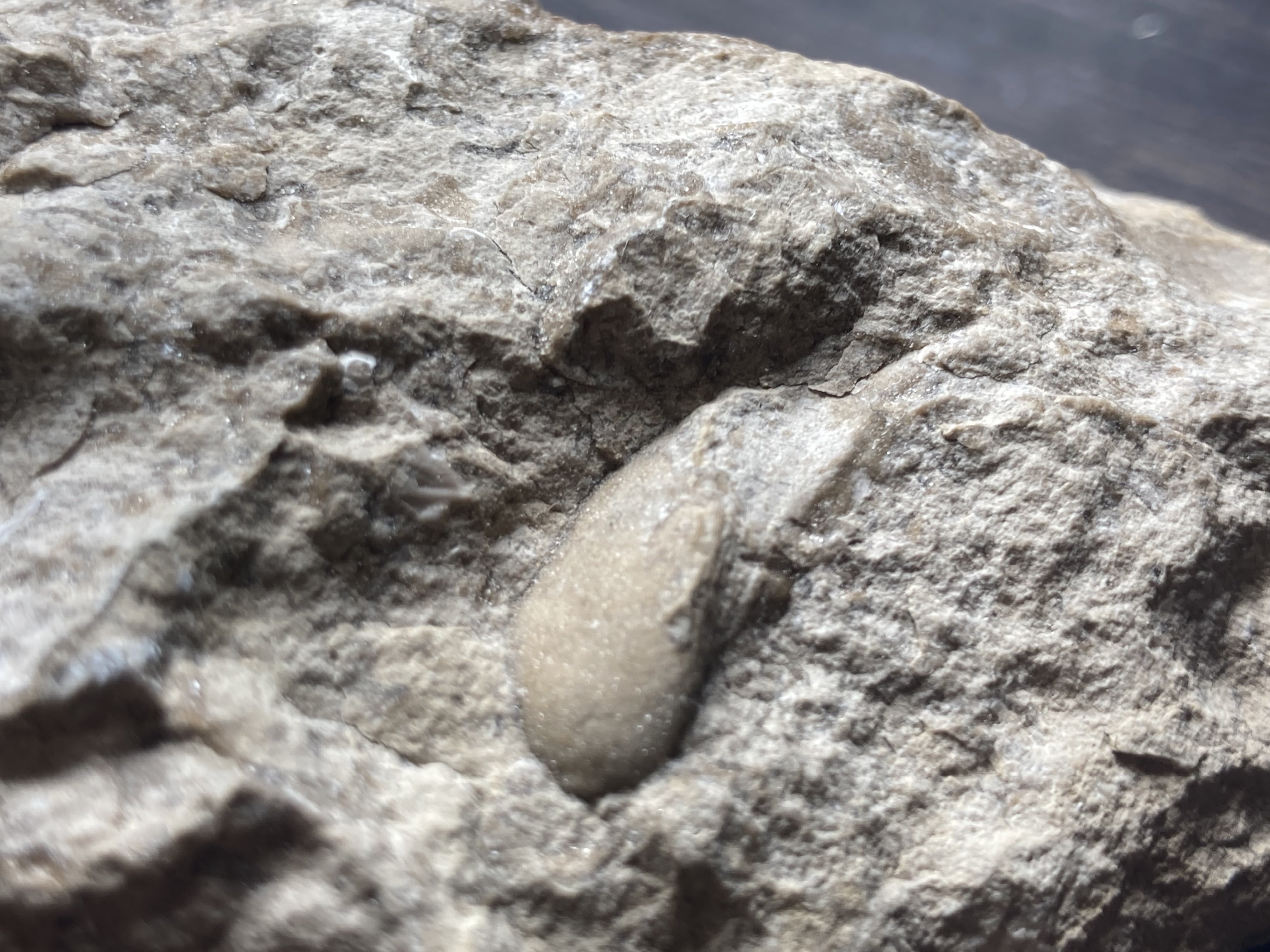 I found a few fossils in limestone. - Fossil ID - The Fossil Forum