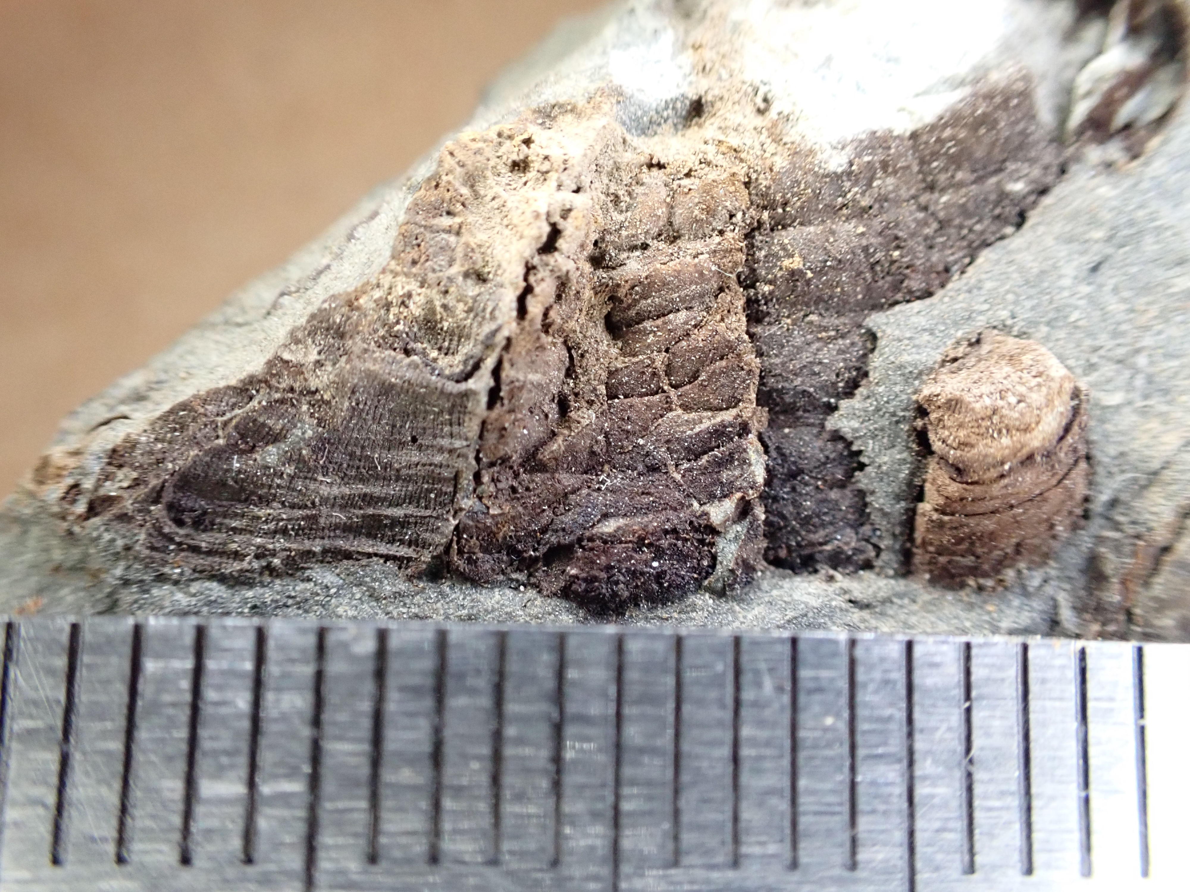 Conularid? - Fossil ID - The Fossil Forum