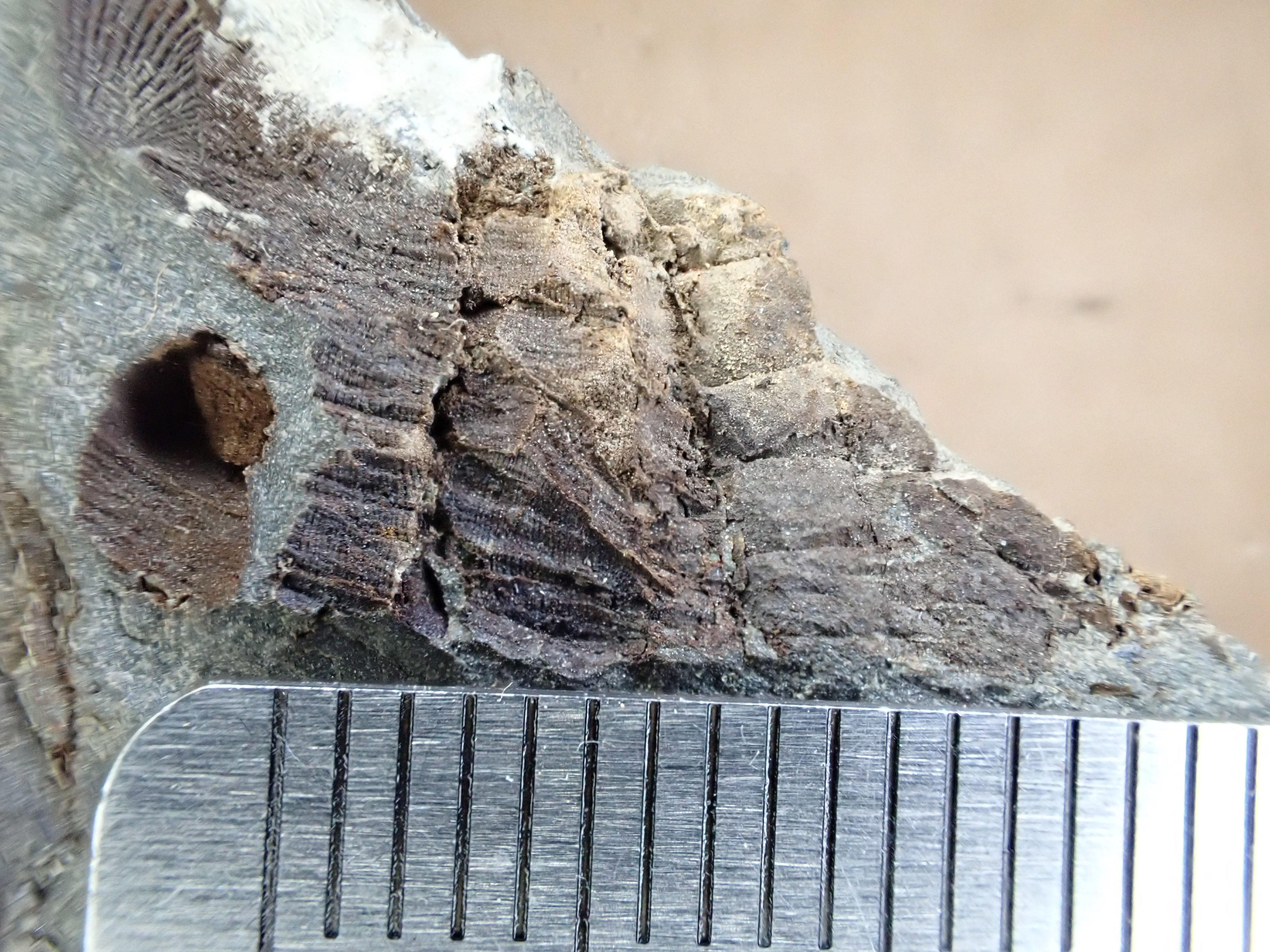 Conularid? - Fossil ID - The Fossil Forum