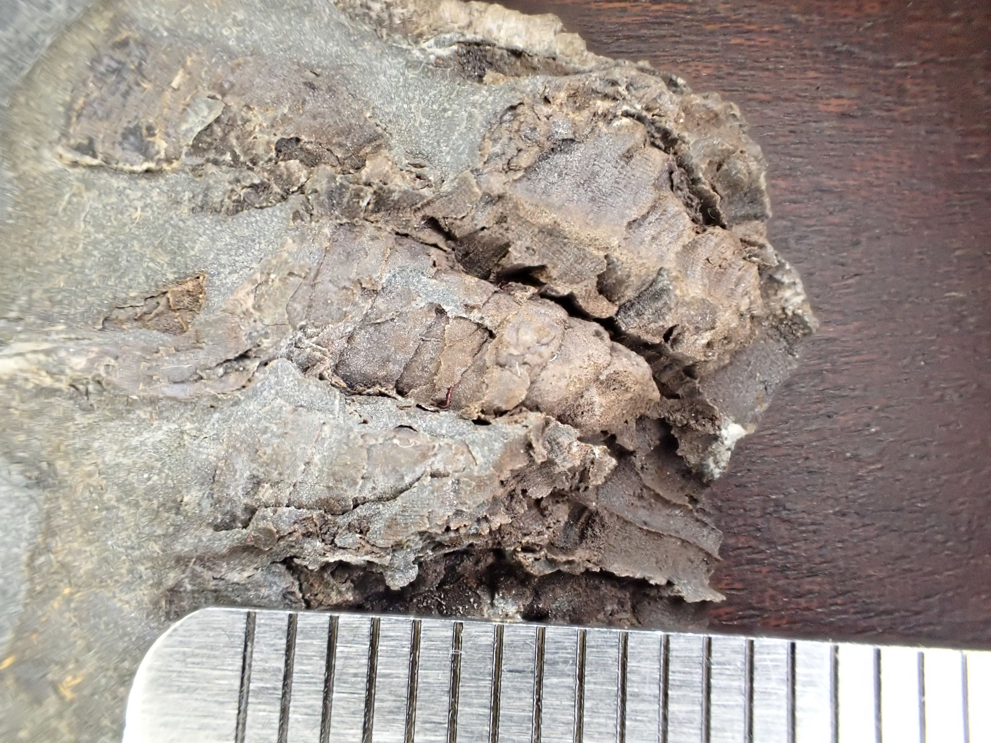 Conularid? - Fossil ID - The Fossil Forum