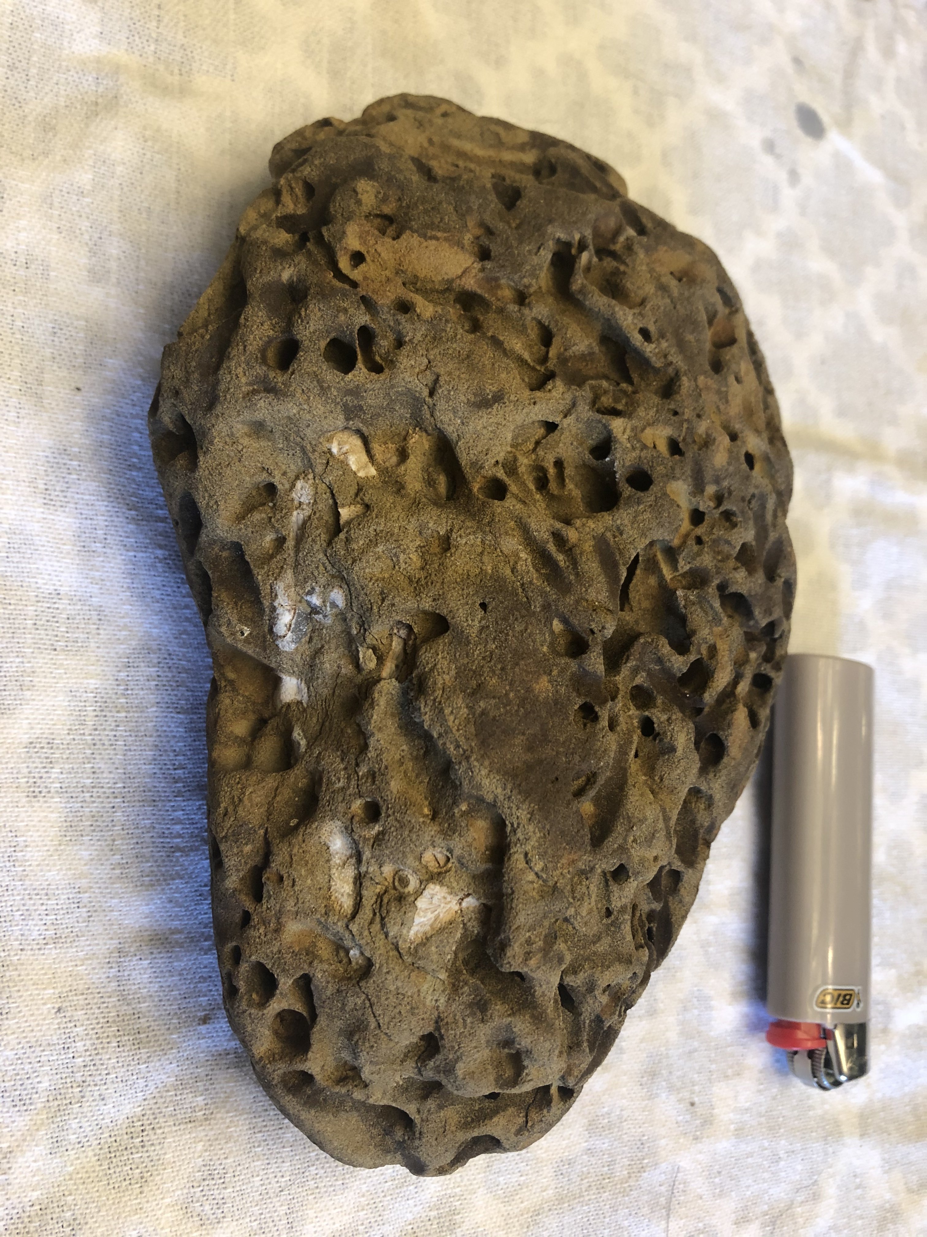 Pumice stone ? Or sponge coral - Fossil ID - The Fossil Forum
