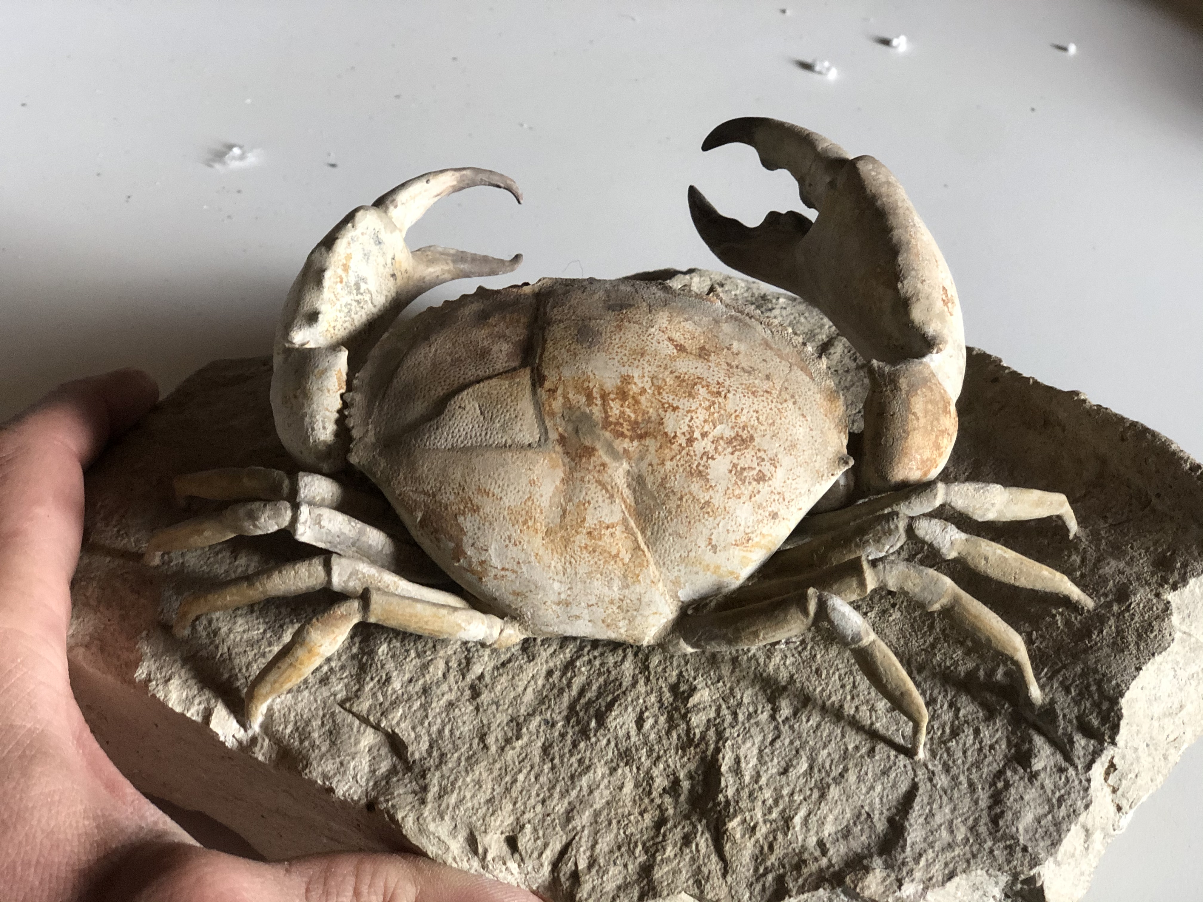 Some from my fossil crabs collection - Member Collections - The Fossil ...