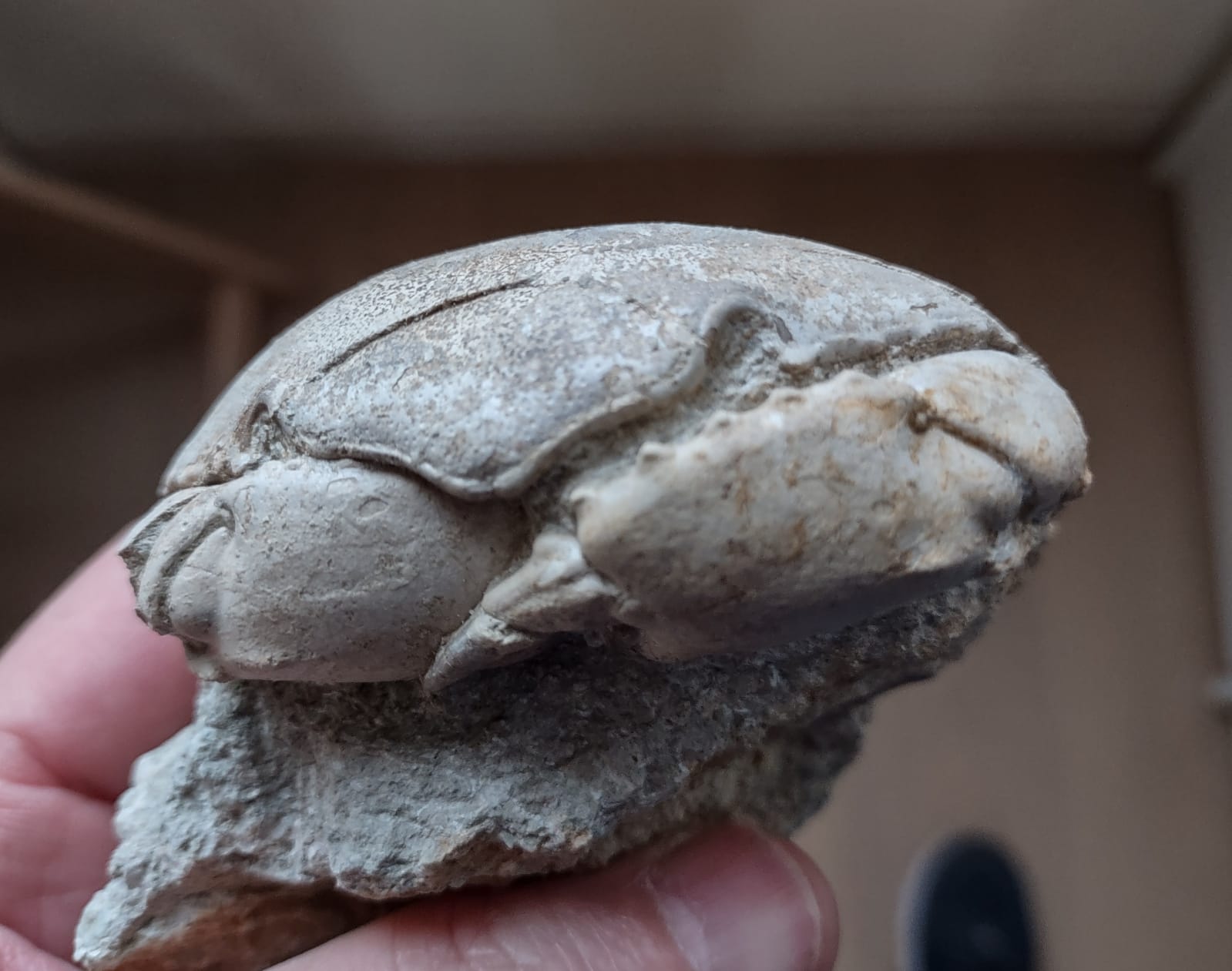 Some from my fossil crabs collection - Member Collections - The Fossil ...
