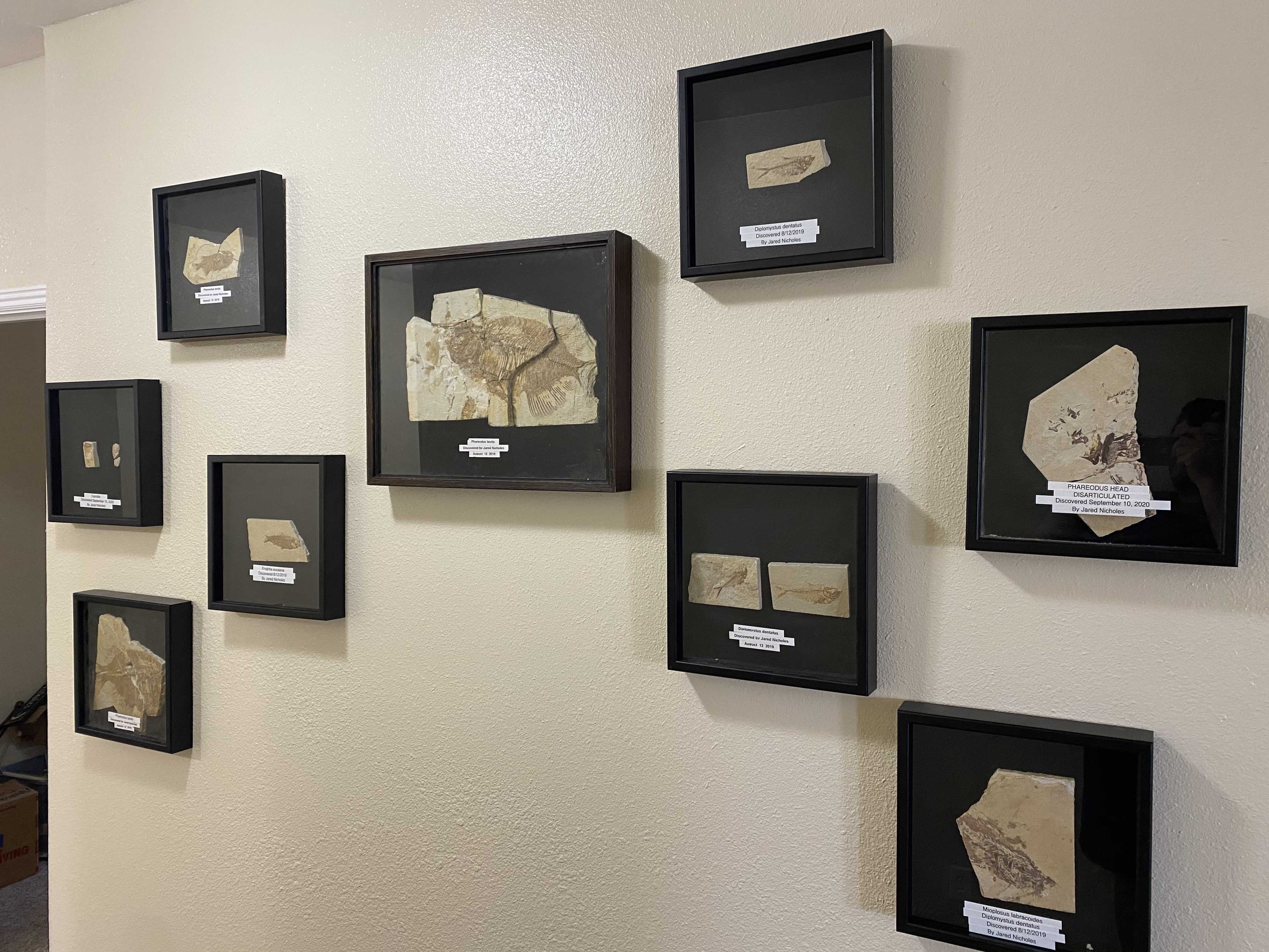 Wall hanging fossils - General Fossil Discussion - The Fossil Forum