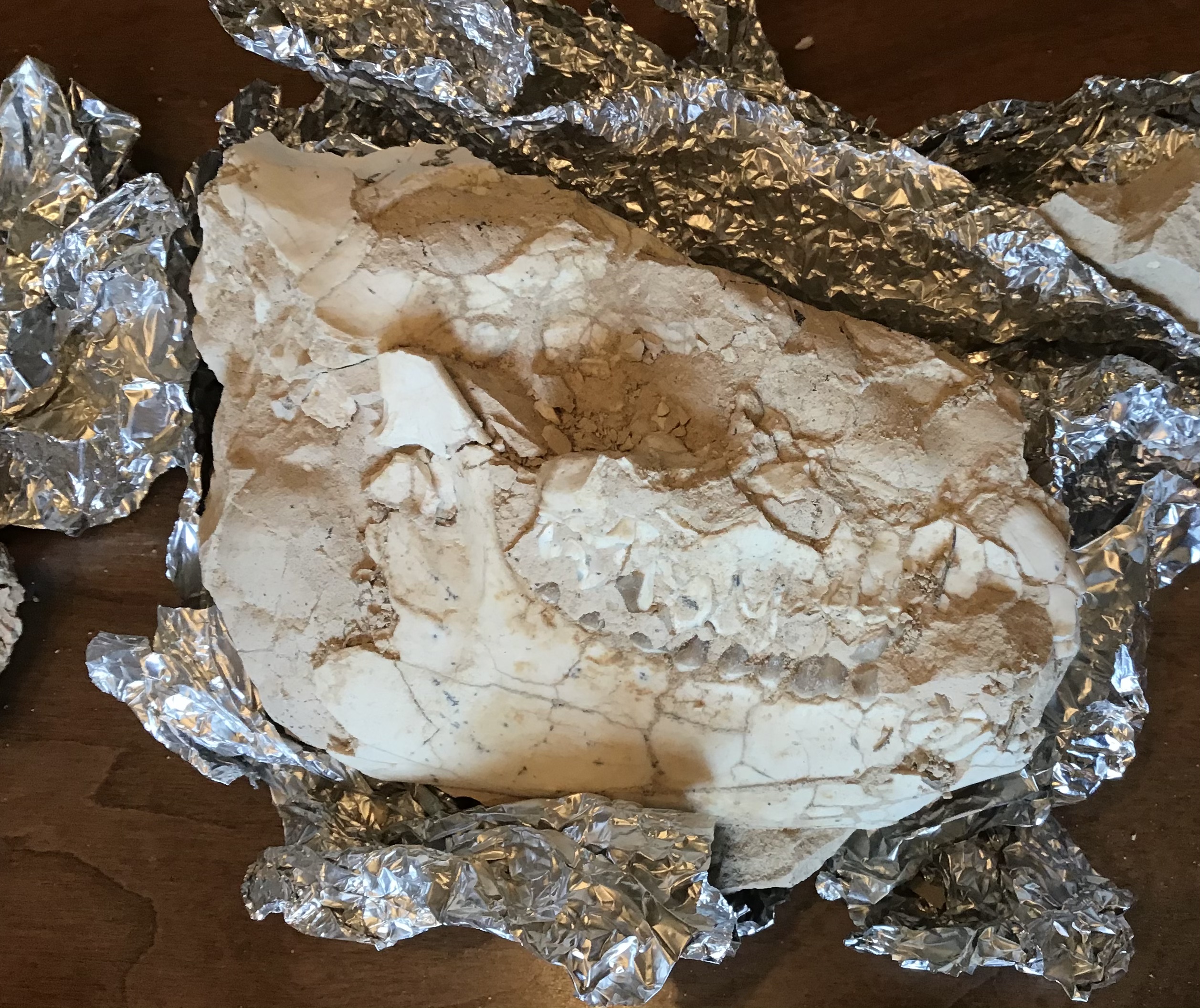 Prepping some White River Fossils - Guidance and advice needed ...