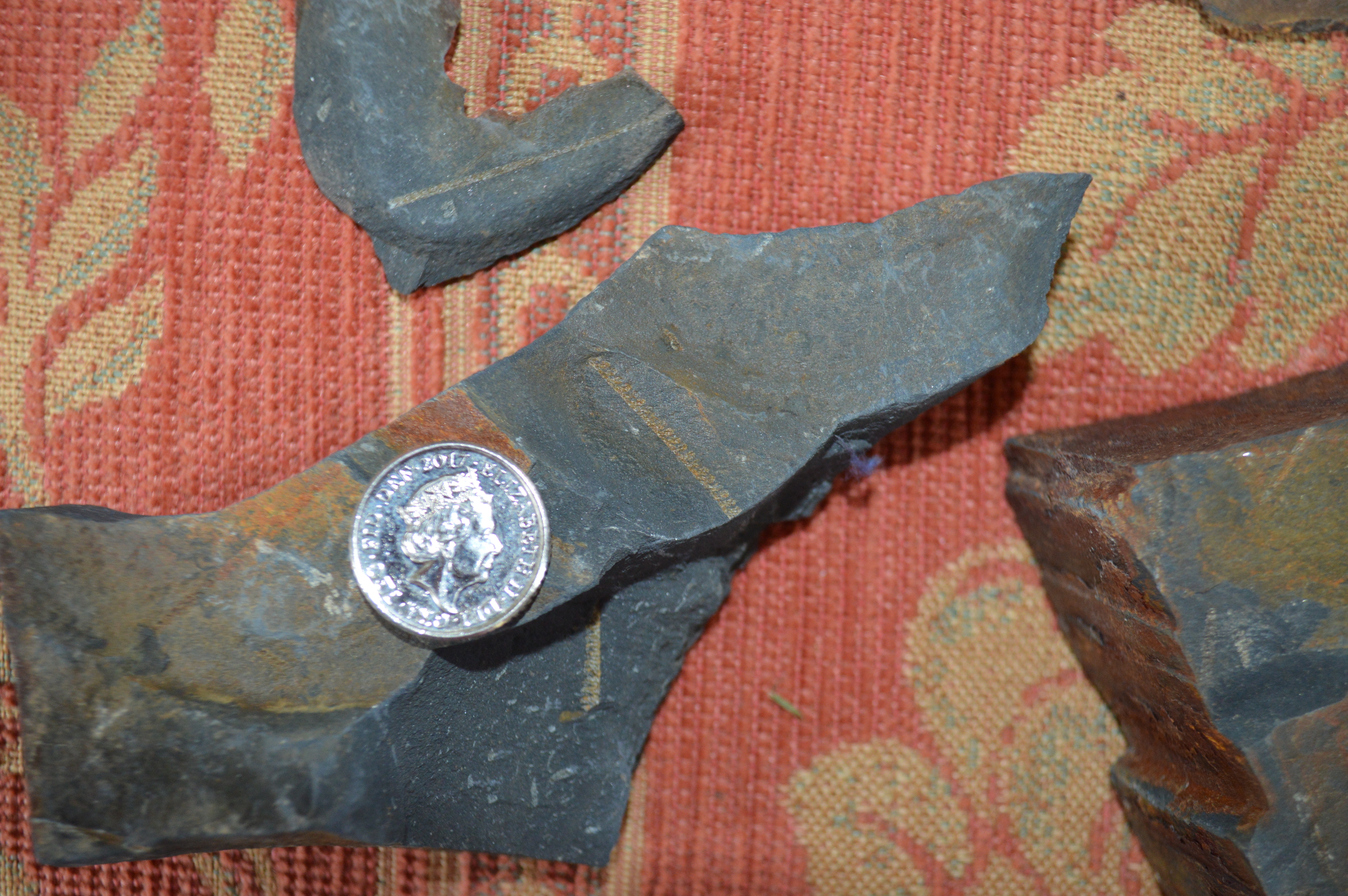 Unknown graptolites - Fossil ID - The Fossil Forum