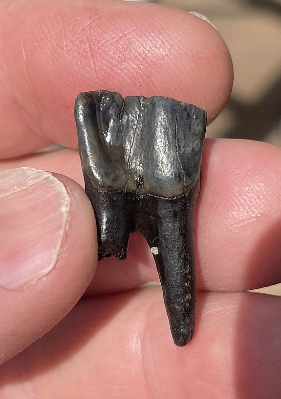 Mammal tooth - Fossil ID - The Fossil Forum