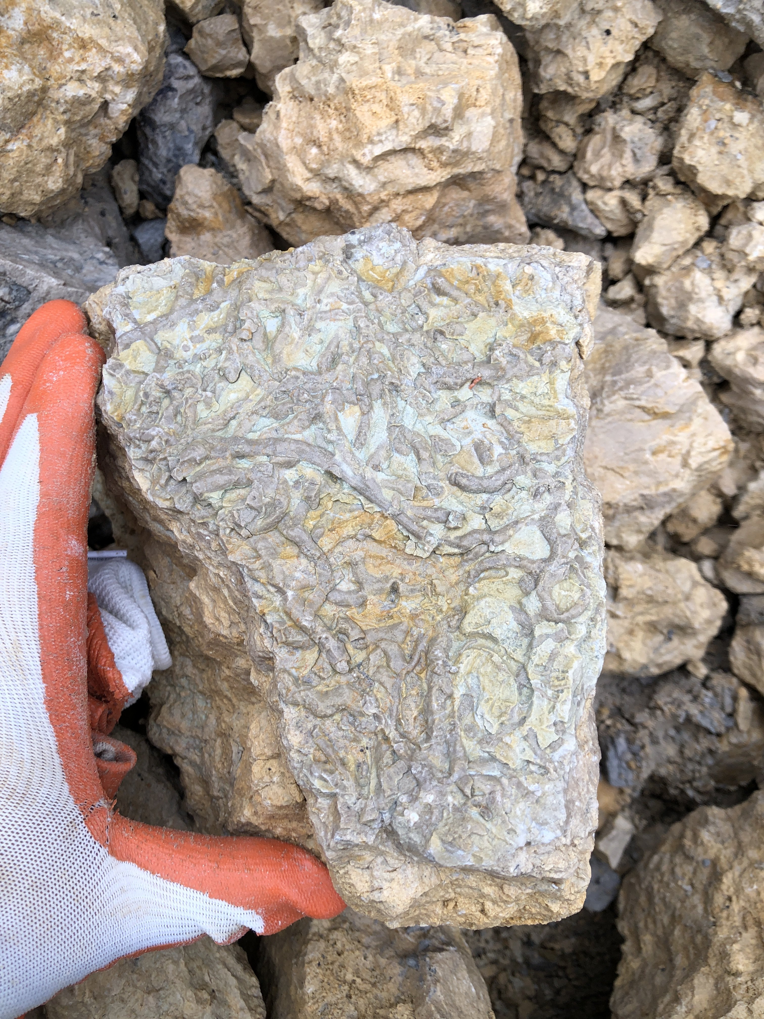 Weekend Ordovician Galena Hunt - Fossil Hunting Trips - The Fossil Forum