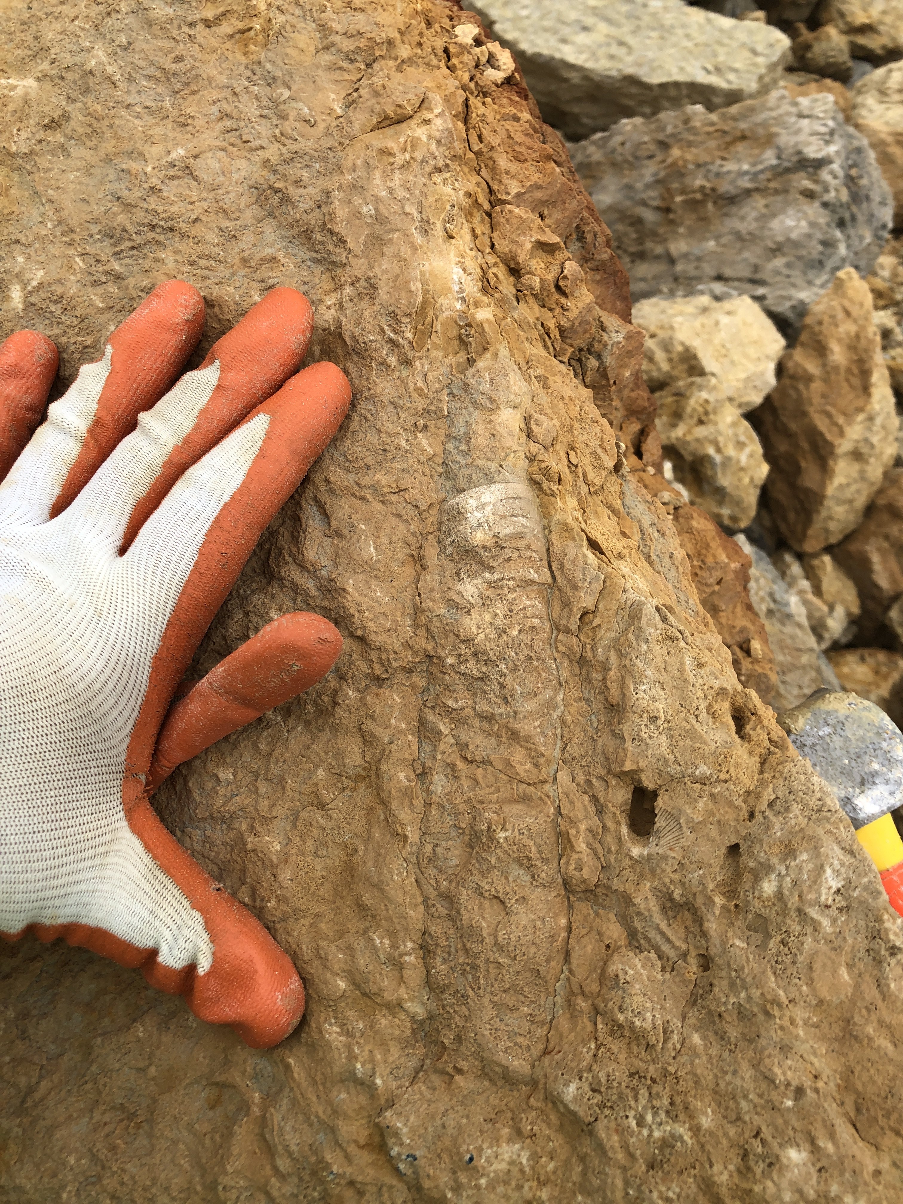 Weekend Ordovician Galena Hunt - Fossil Hunting Trips - The Fossil Forum