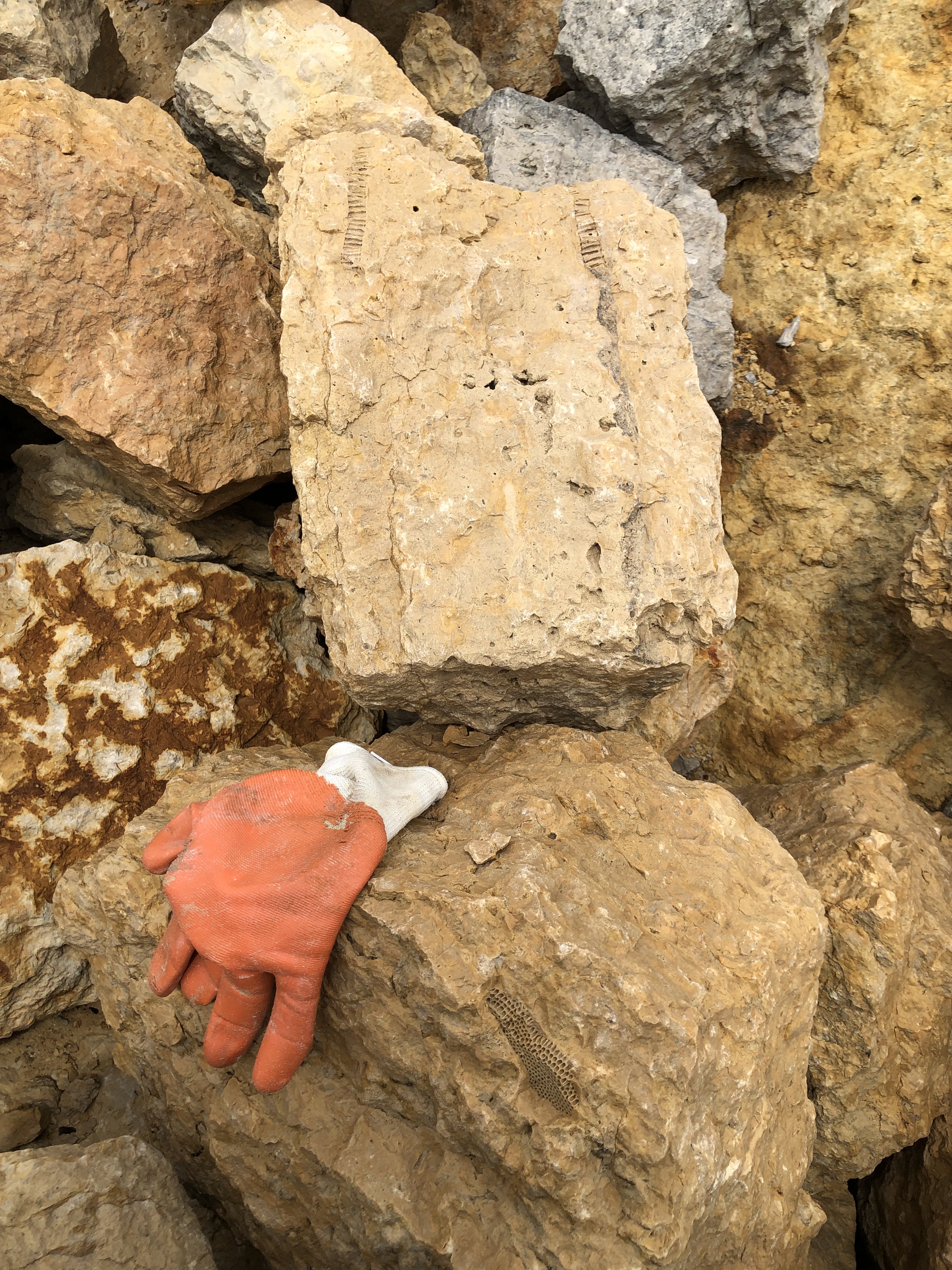 Weekend Ordovician Galena Hunt - Fossil Hunting Trips - The Fossil Forum