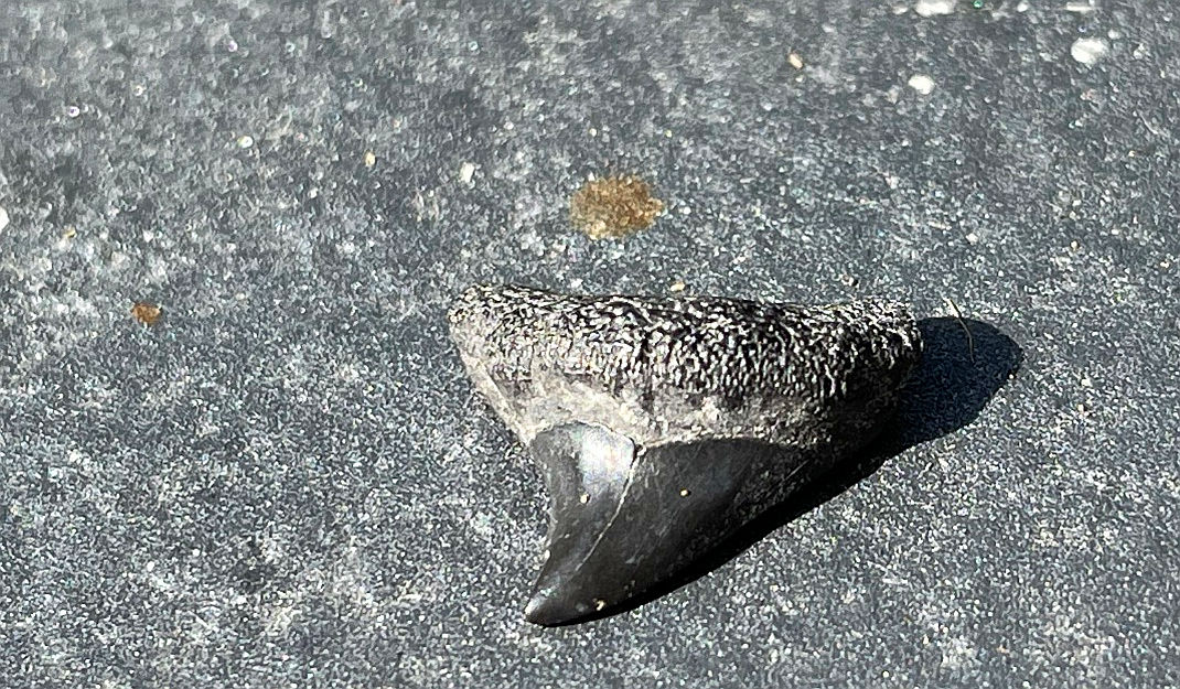 Shark tooth, fish jaw - Fossil ID - The Fossil Forum