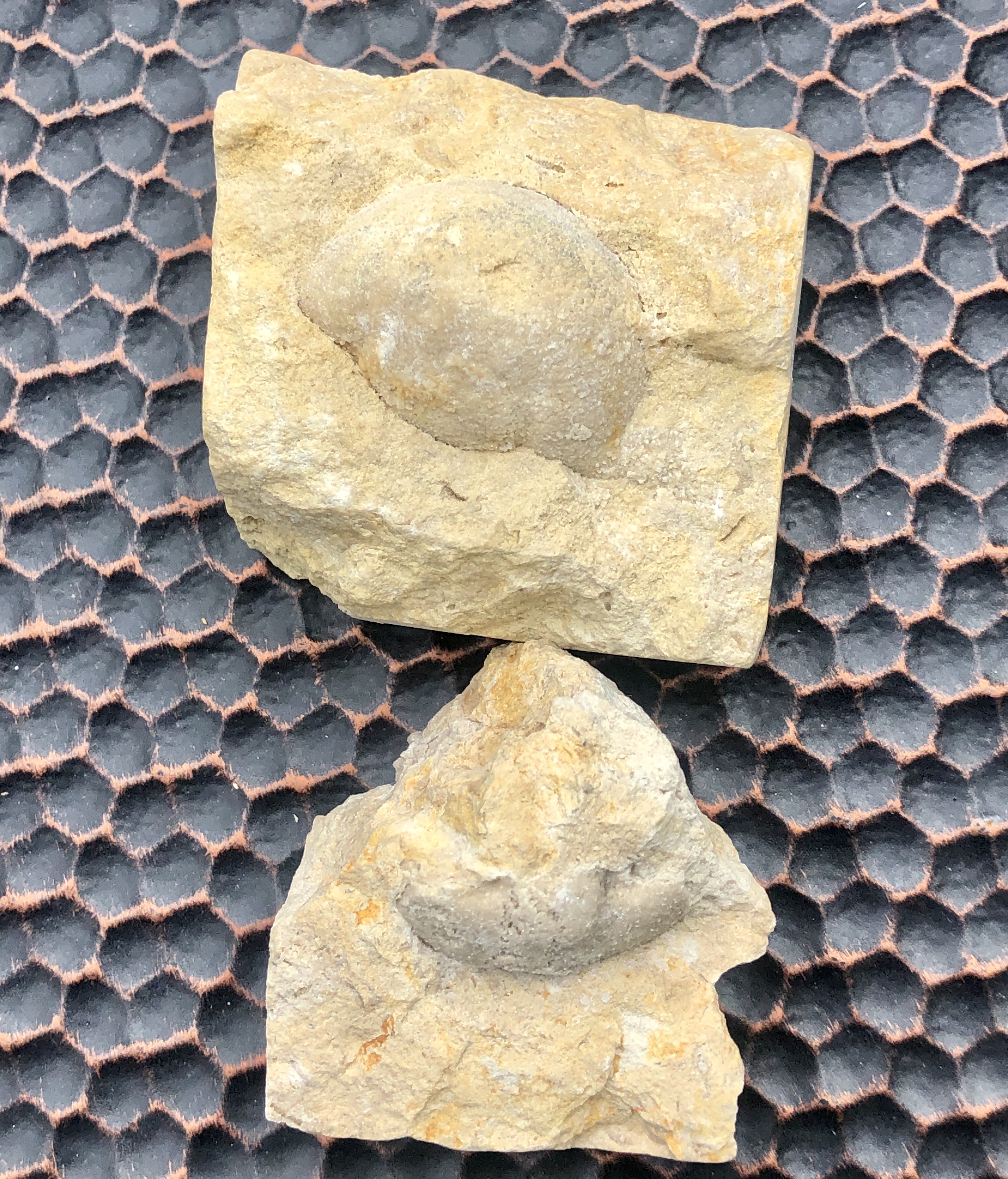 Weekend Ordovician Galena Hunt - Fossil Hunting Trips - The Fossil Forum