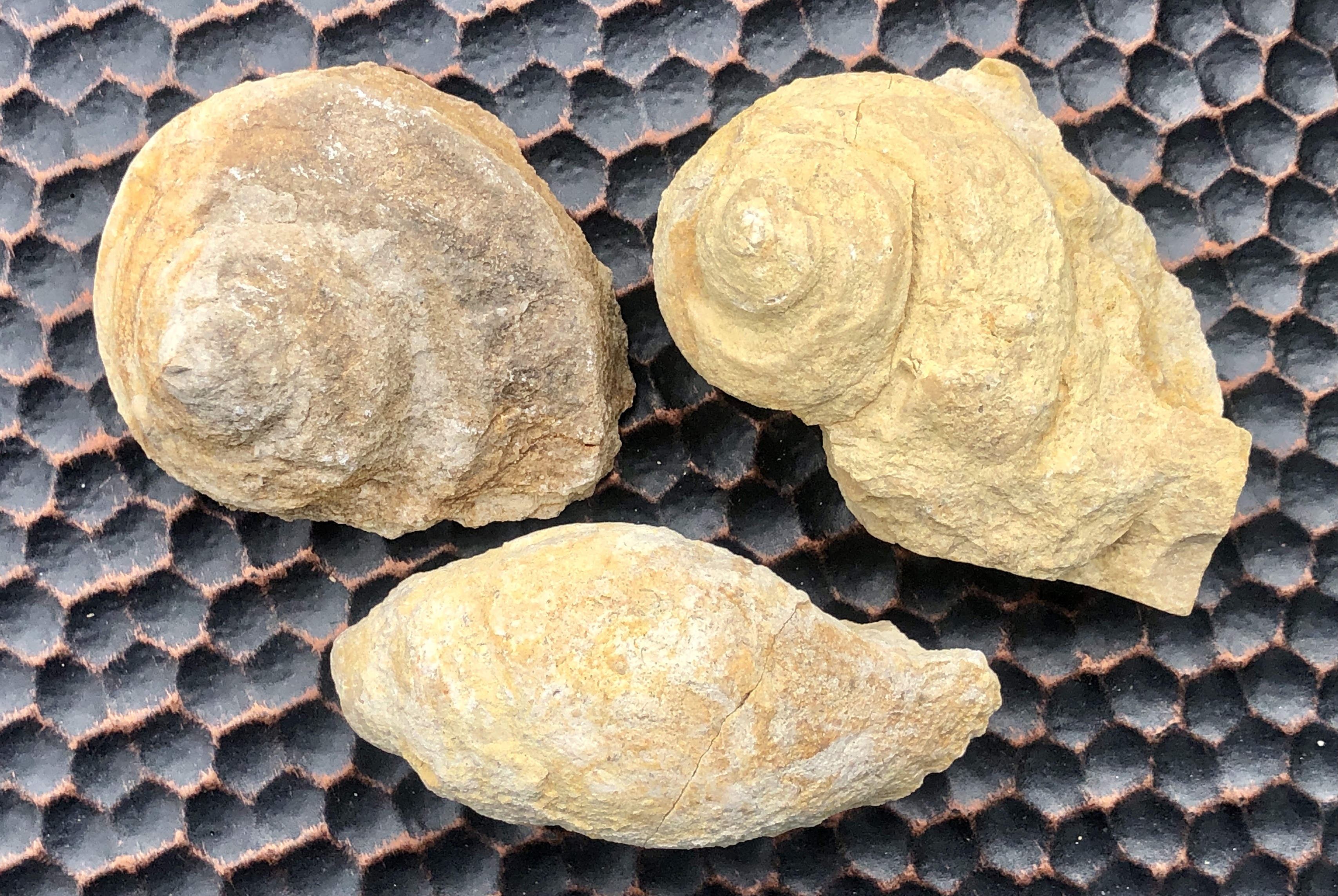 Weekend Ordovician Galena Hunt - Fossil Hunting Trips - The Fossil Forum