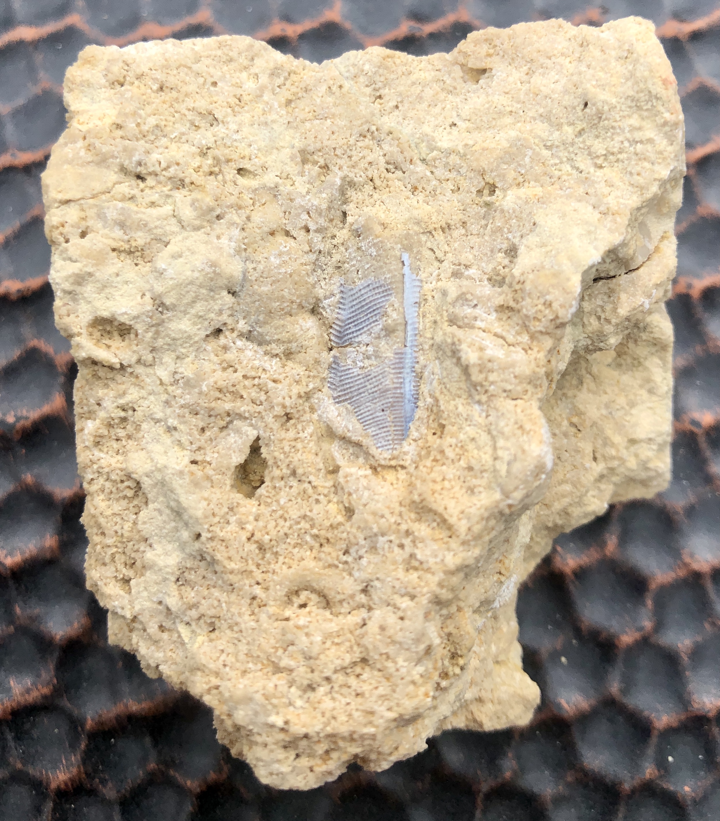 Weekend Ordovician Galena Hunt - Fossil Hunting Trips - The Fossil Forum