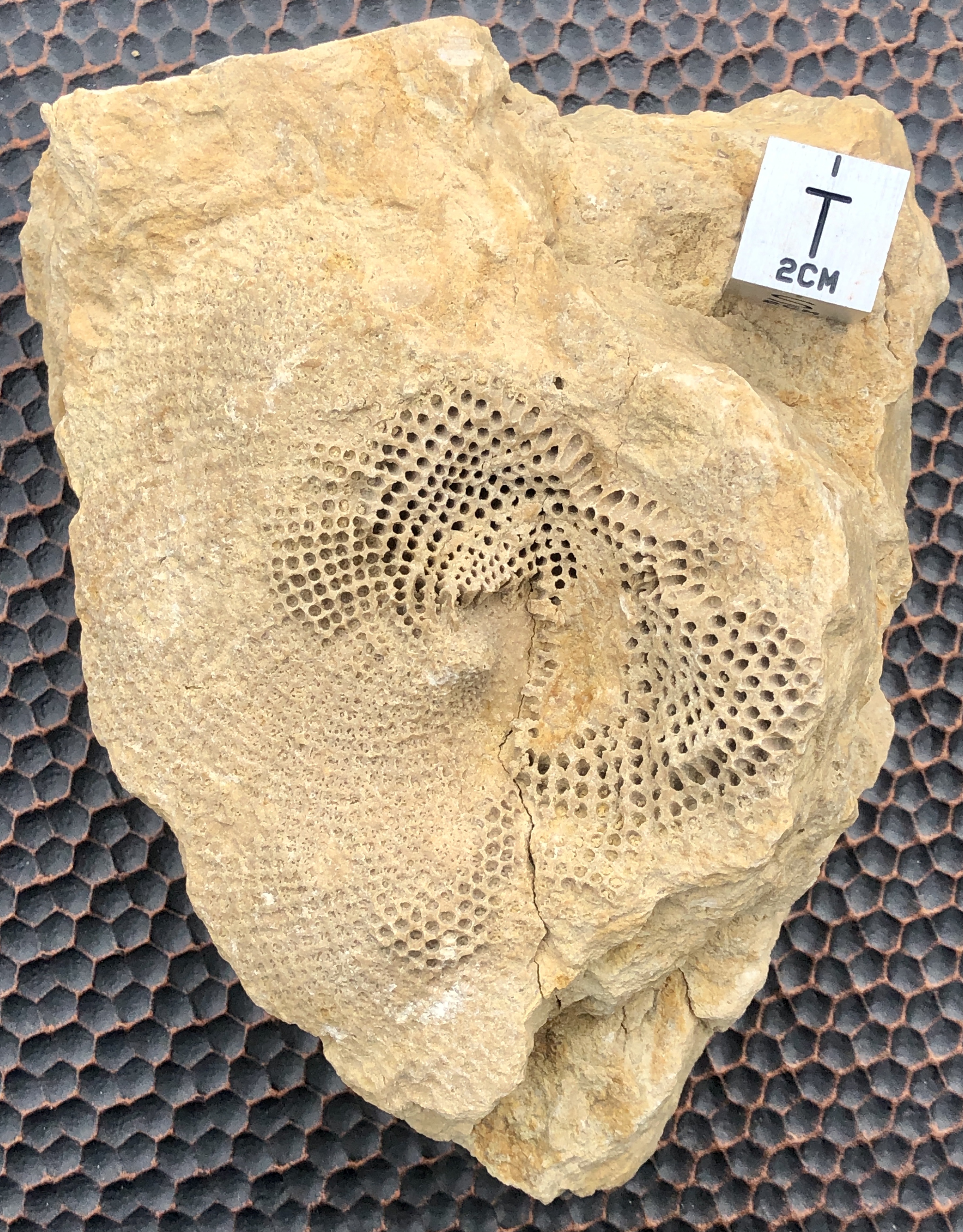 Weekend Ordovician Galena Hunt - Fossil Hunting Trips - The Fossil Forum