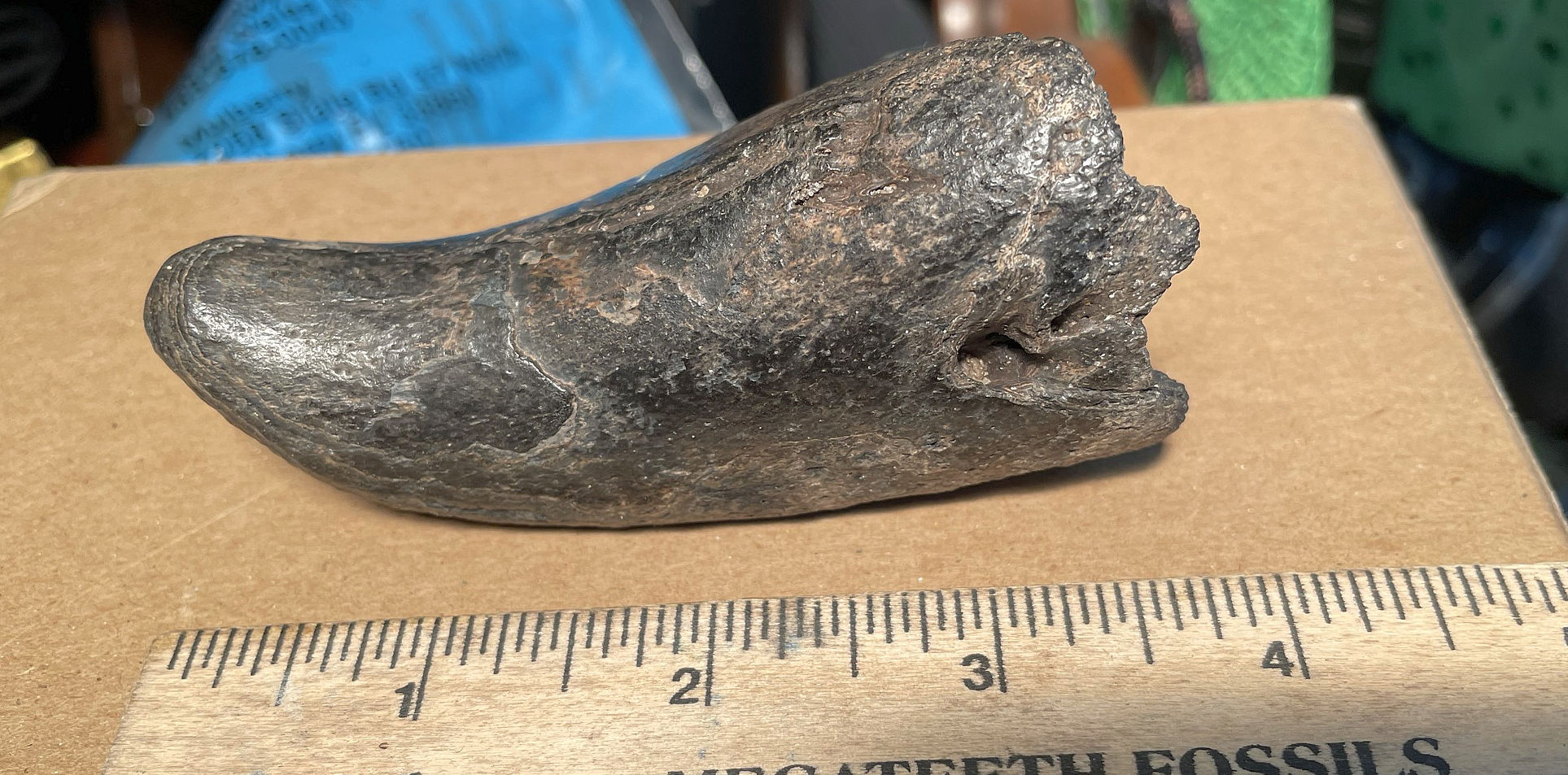 A Very odd bone - Fossil ID - The Fossil Forum