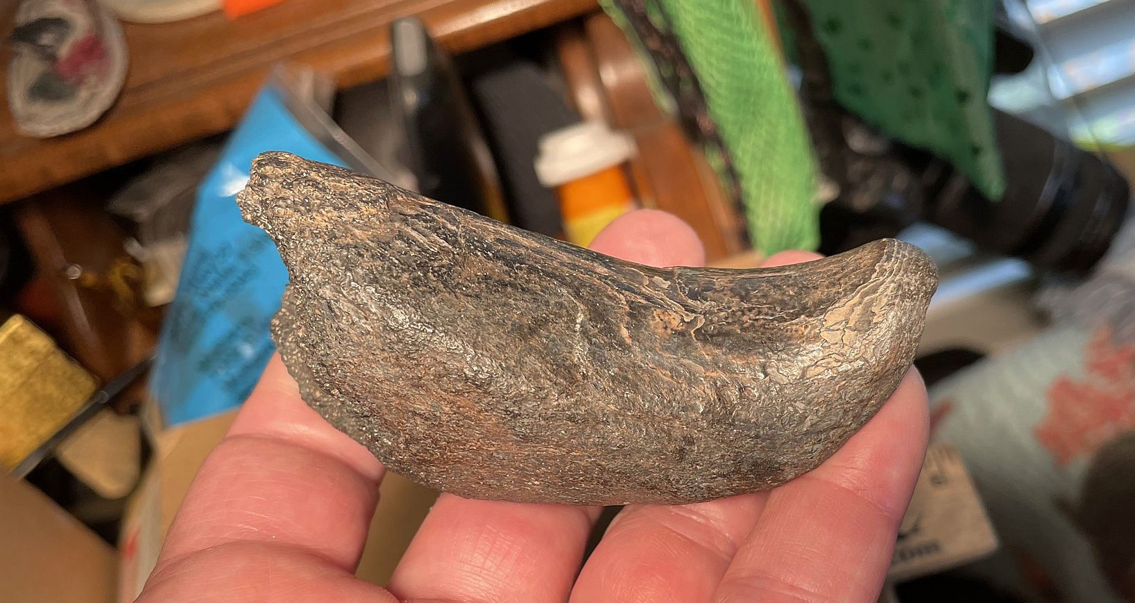 A Very odd bone - Fossil ID - The Fossil Forum