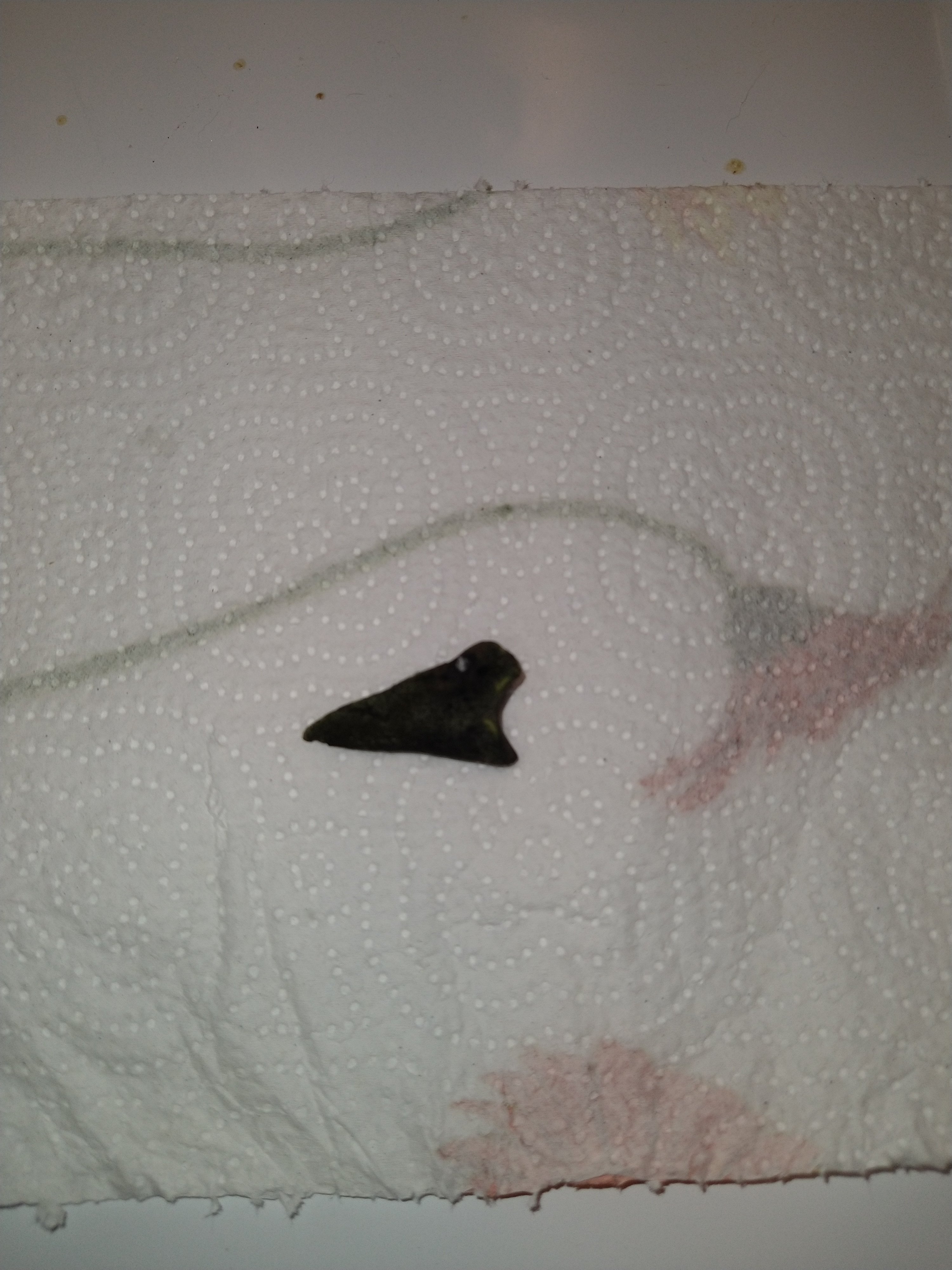 Claw identification - Fossil ID - The Fossil Forum