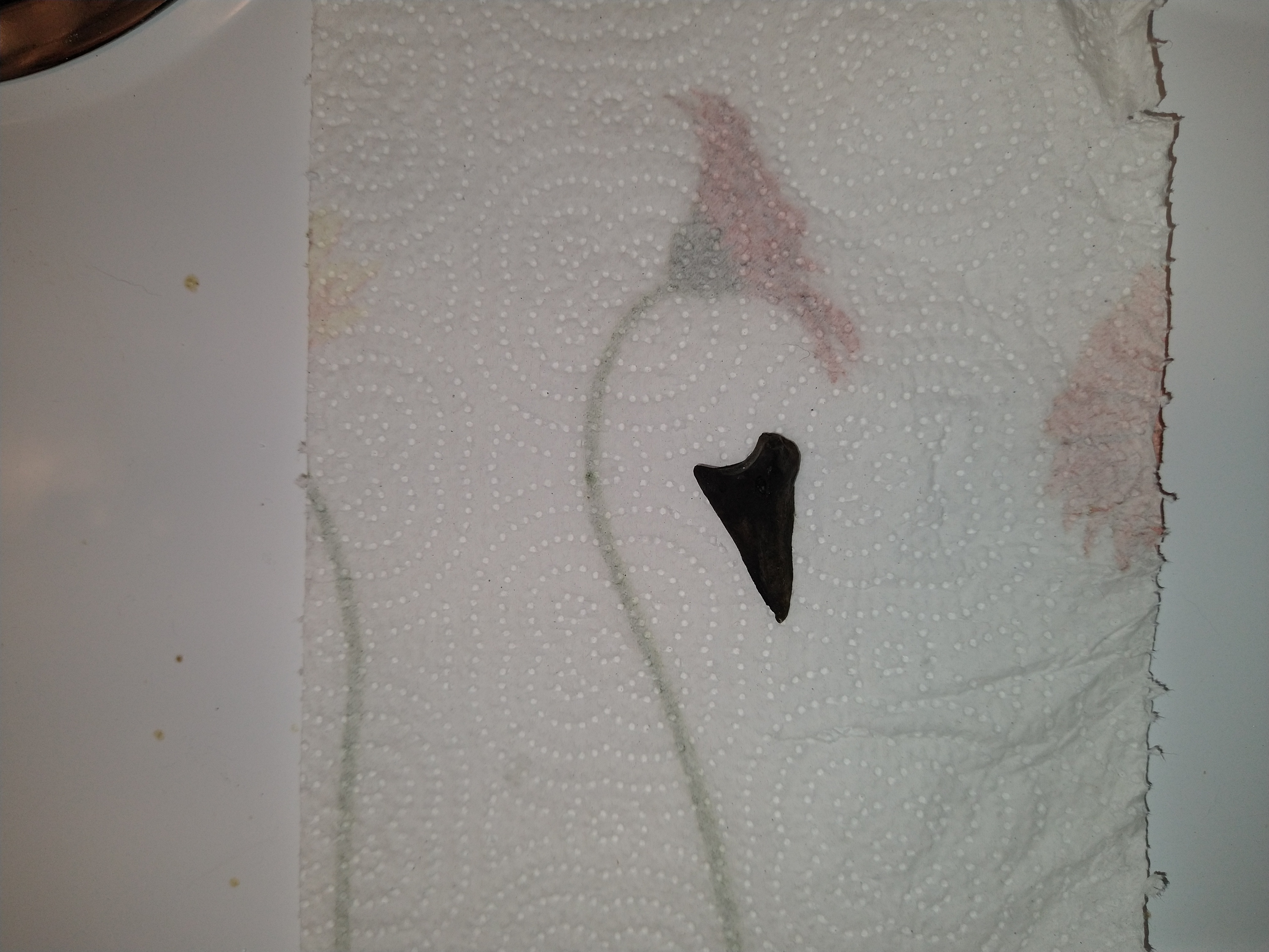 Claw identification - Fossil ID - The Fossil Forum
