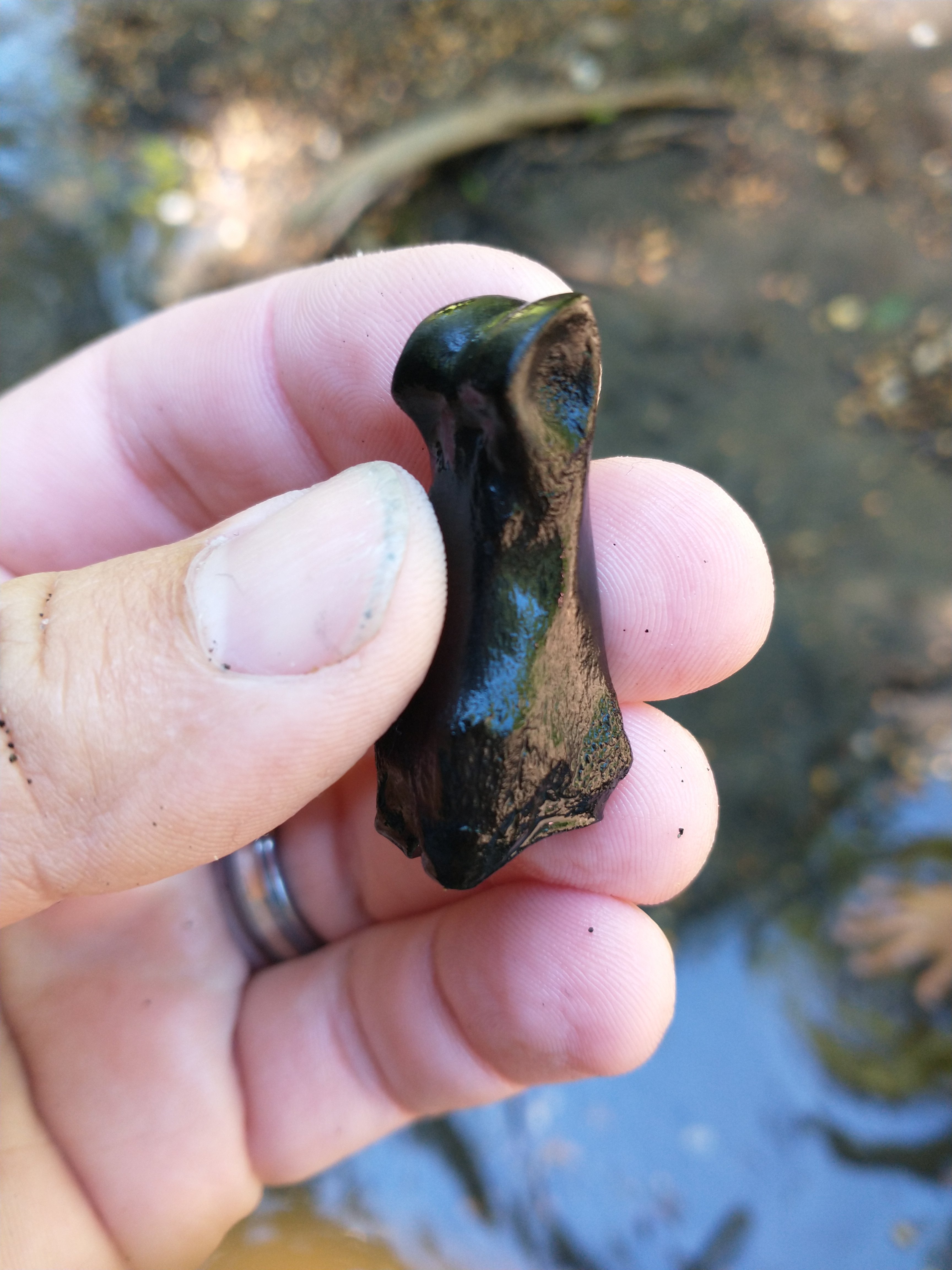 Big brook toe bone? - Fossil ID - The Fossil Forum
