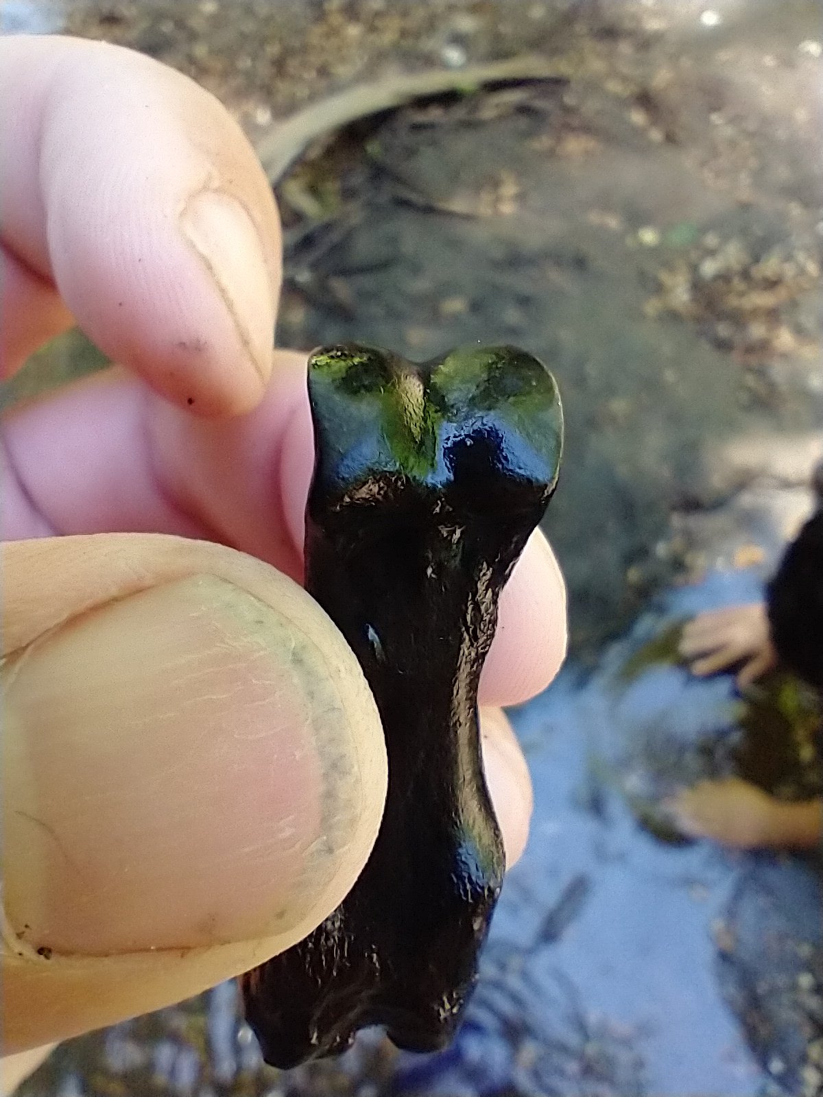 Big brook toe bone? - Fossil ID - The Fossil Forum