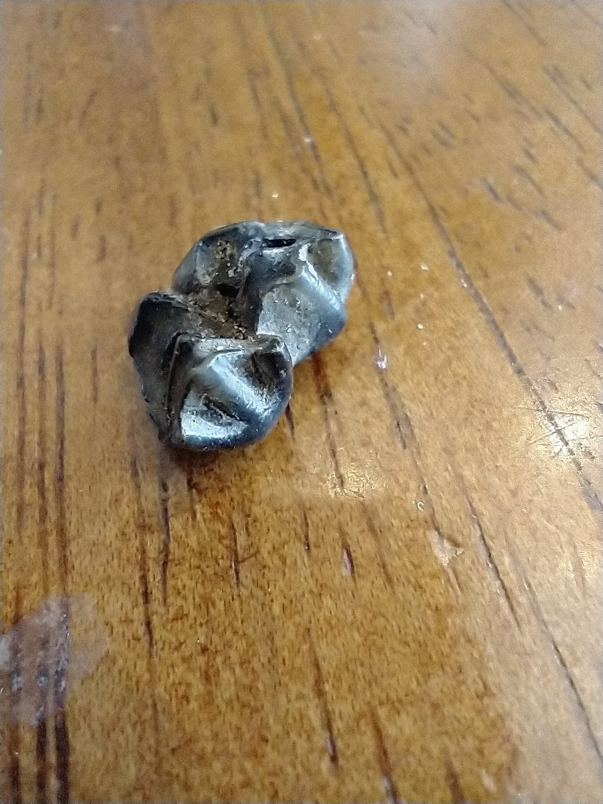 Deer tooth? - Fossil ID - The Fossil Forum