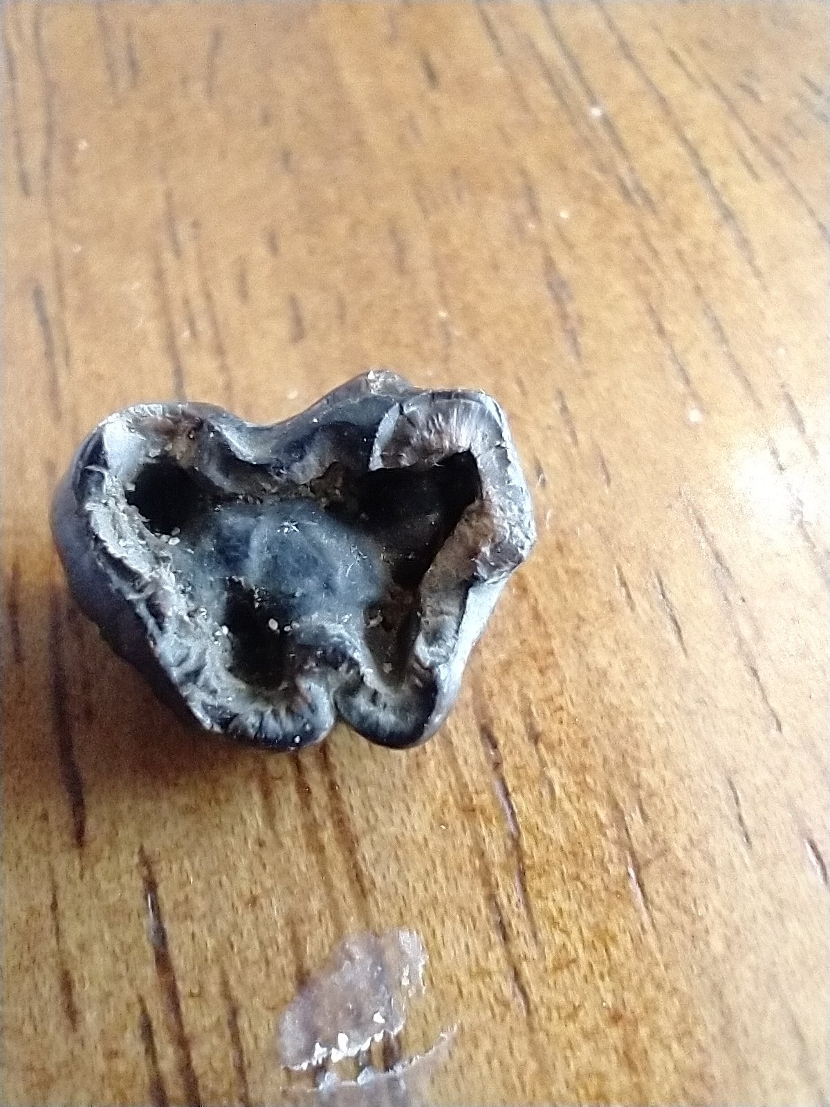 Deer tooth? - Fossil ID - The Fossil Forum