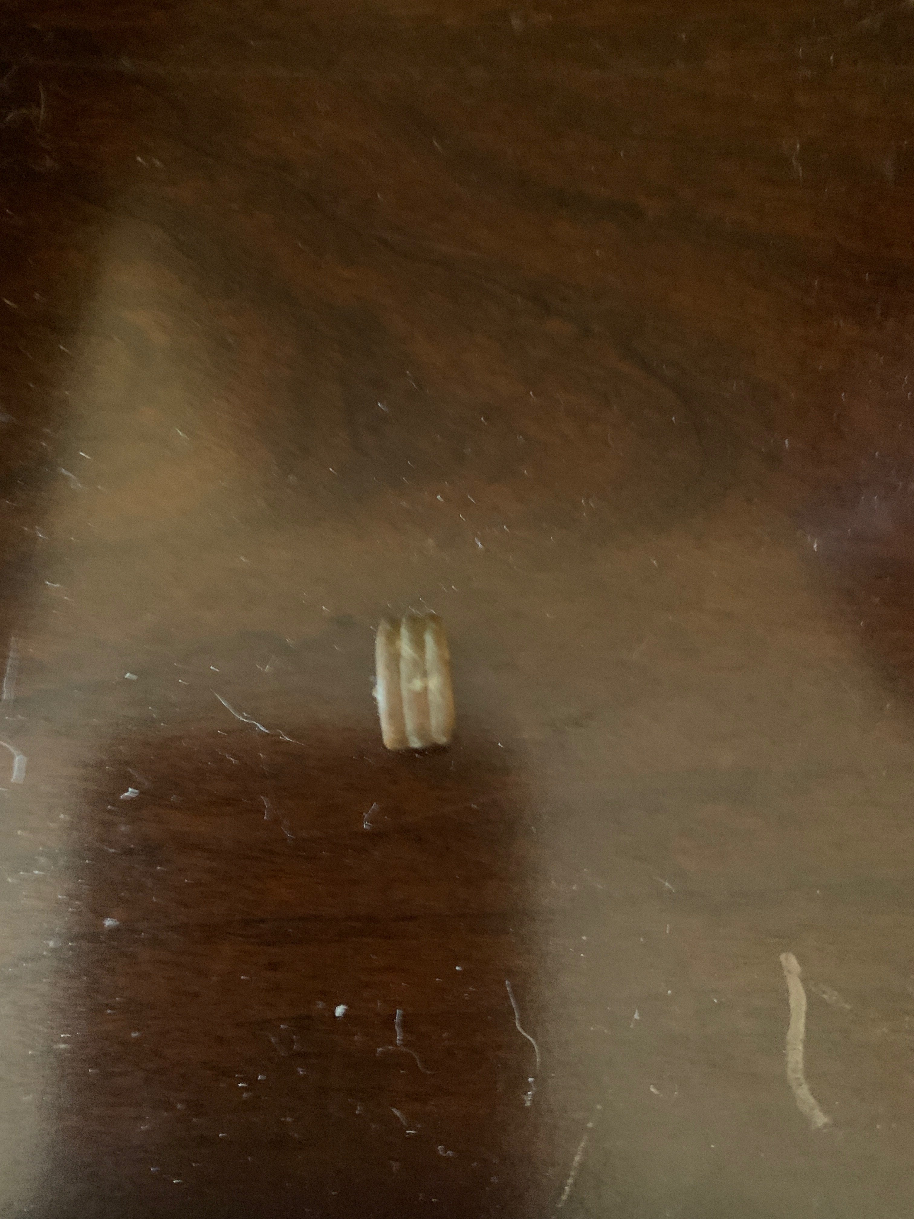 Beginner's Luck?! - Fossil ID - The Fossil Forum
