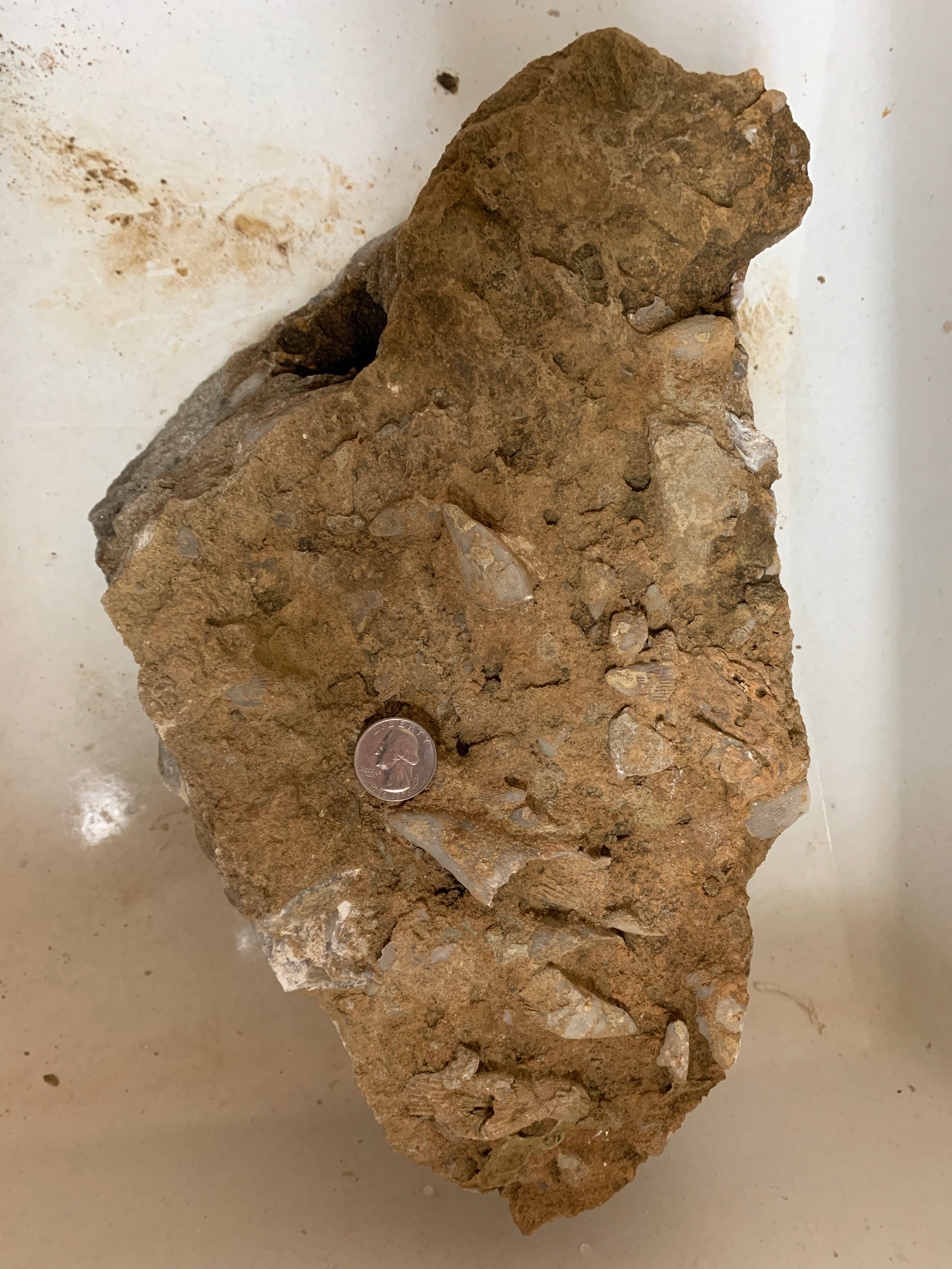 Beginner's Luck?! - Fossil ID - The Fossil Forum