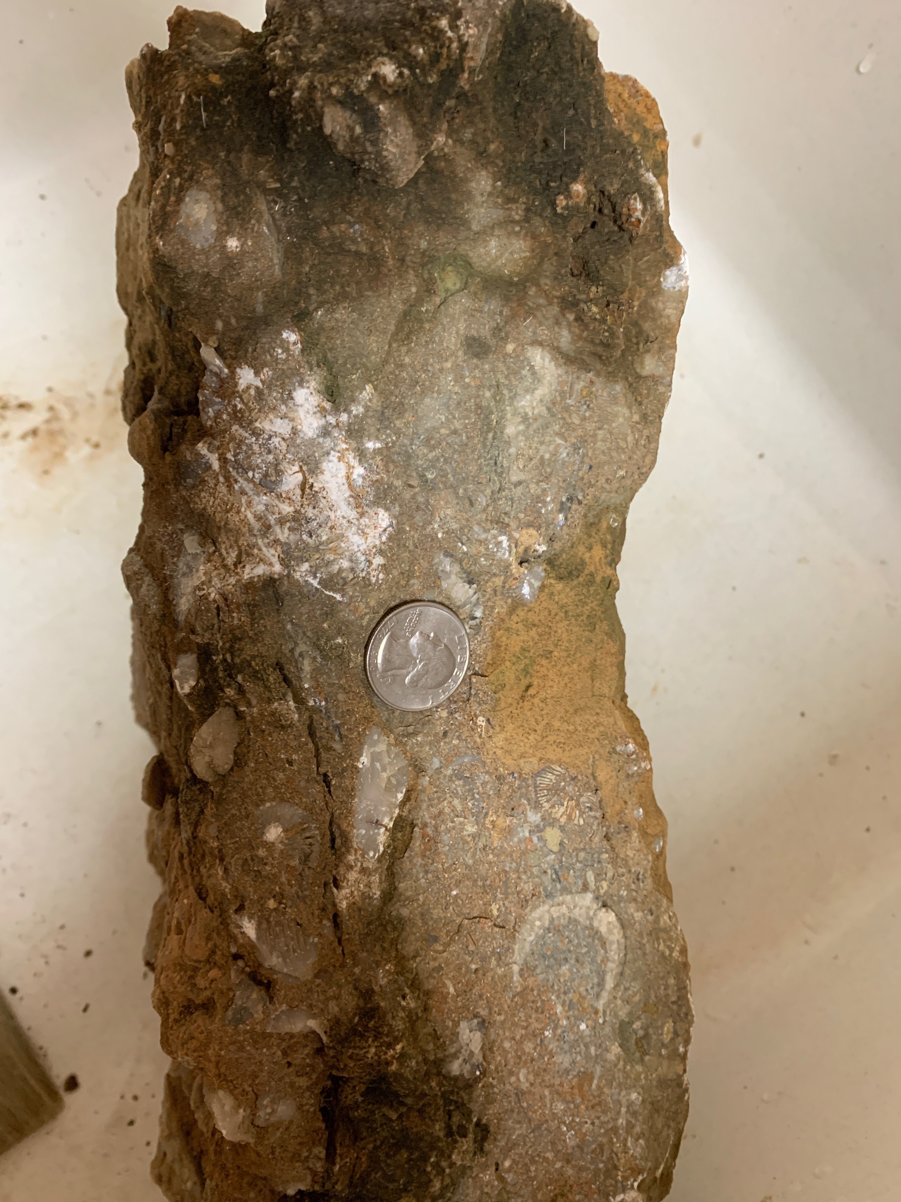 Beginner's Luck?! - Fossil ID - The Fossil Forum