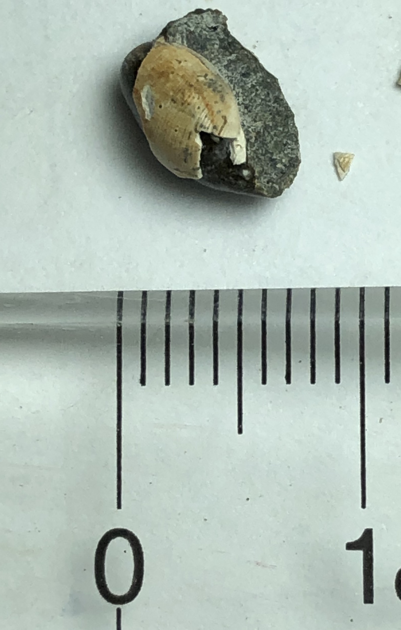 Back to the Fox Hills Formation June 2 Trip Report - Fossil Hunting ...