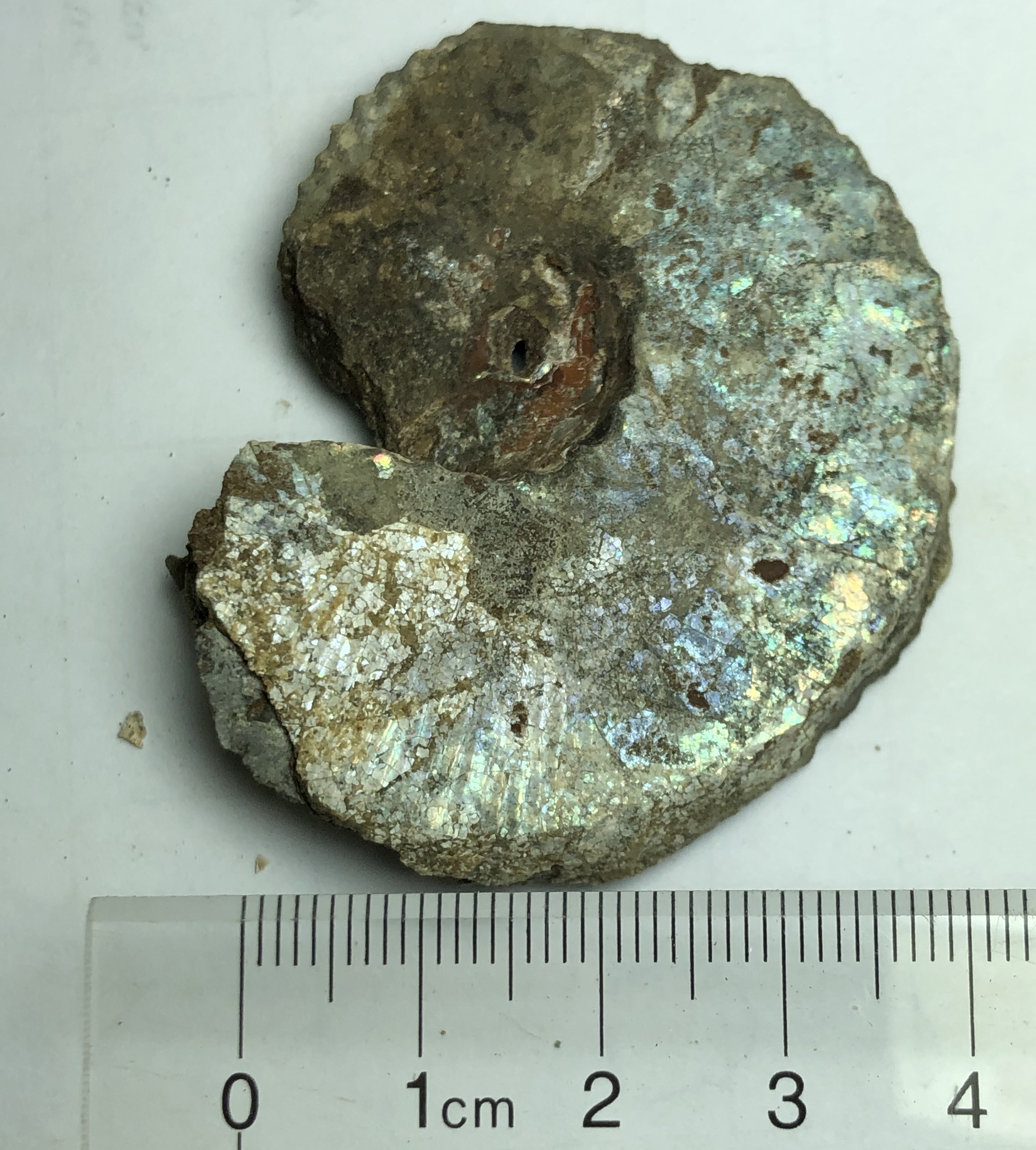 Back to the Fox Hills Formation June 2 Trip Report - Fossil Hunting ...