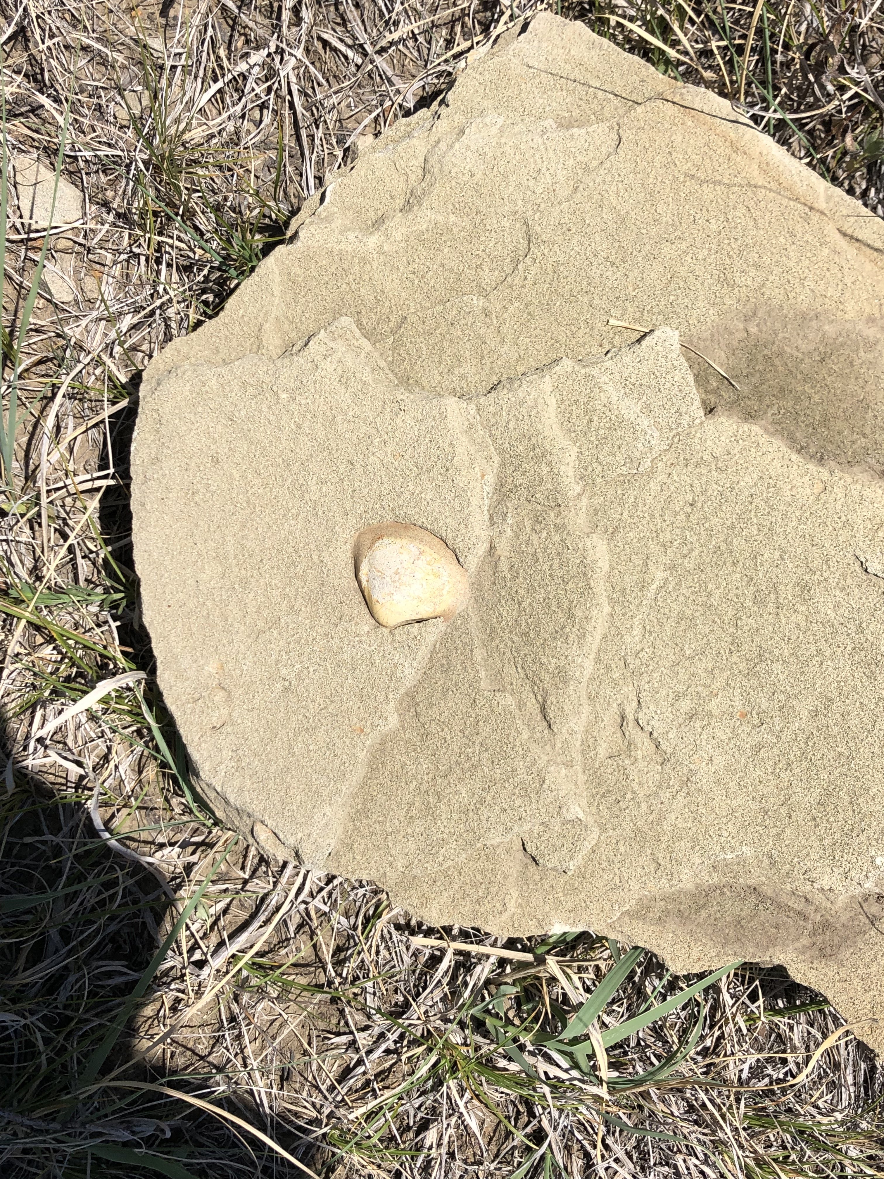 Fox Hills Formation Trip Report 6/19/21 - Fossil Hunting Trips - The ...