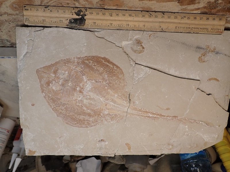 Its fossil Friday! Share your latest fossil picts. - General Fossil ...