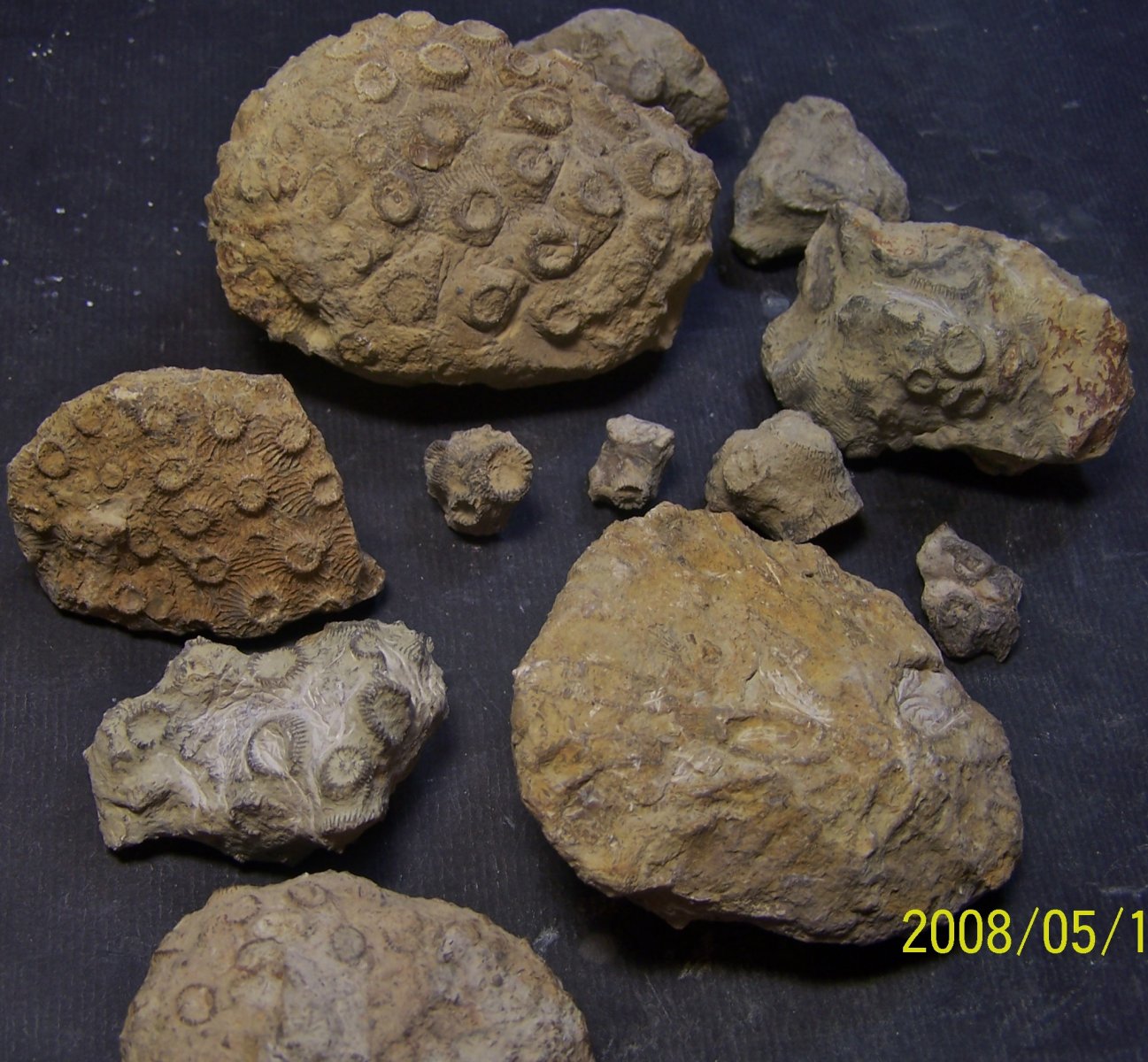 Colonial Horn Coral - Member Collections - The Fossil Forum