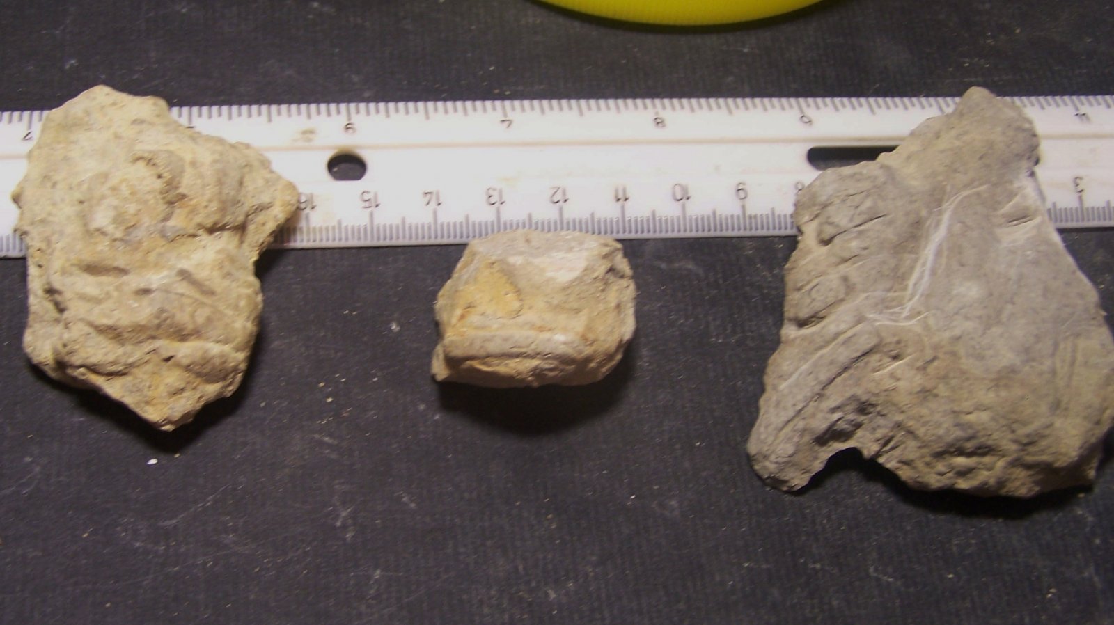Gomphoceras floydensis - Member Collections - The Fossil Forum