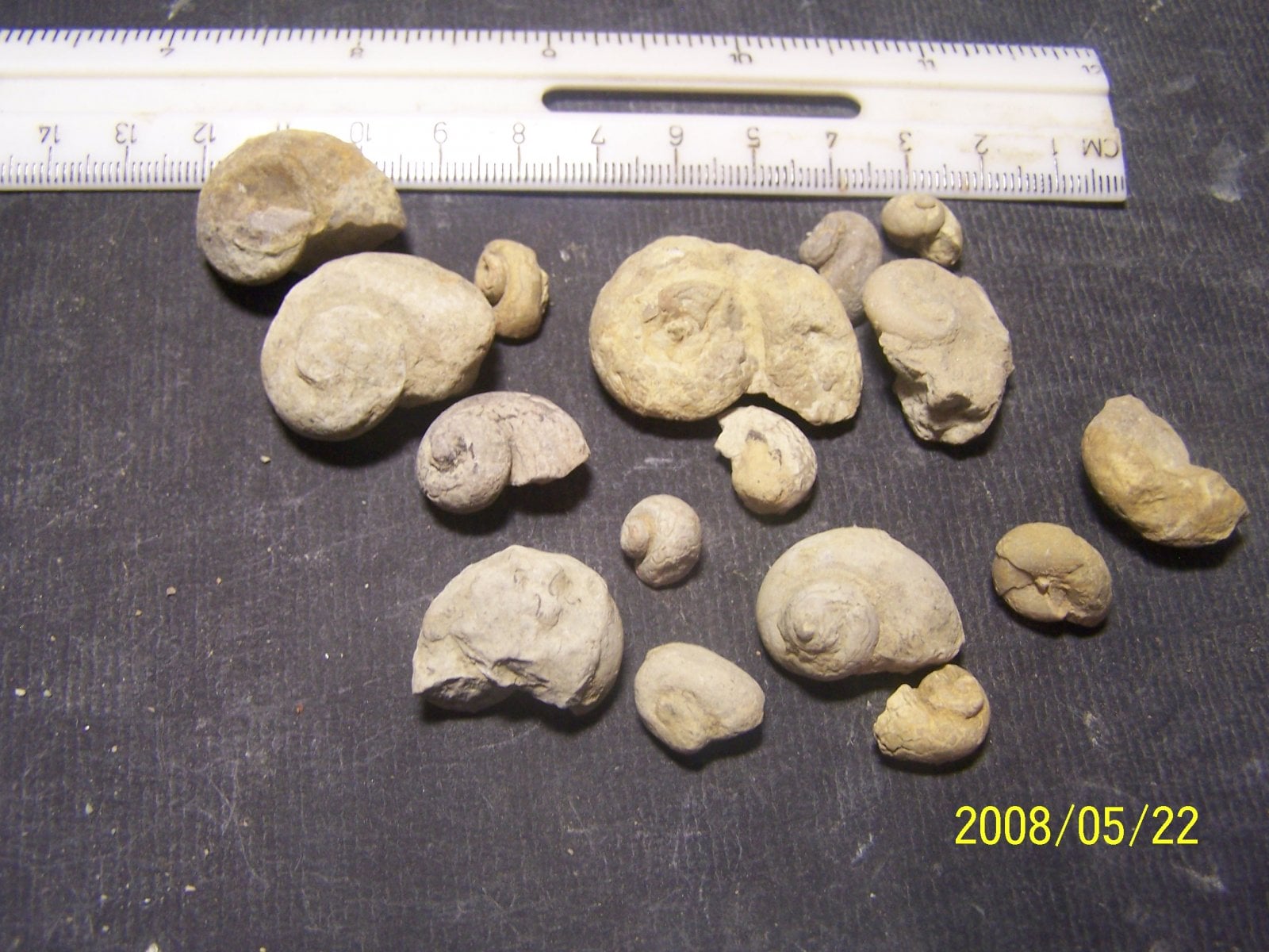 Straparollus argutus - Member Collections - The Fossil Forum