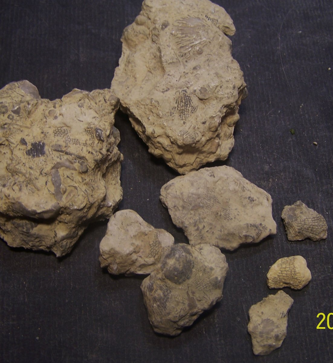 Fenestella - Member Collections - The Fossil Forum
