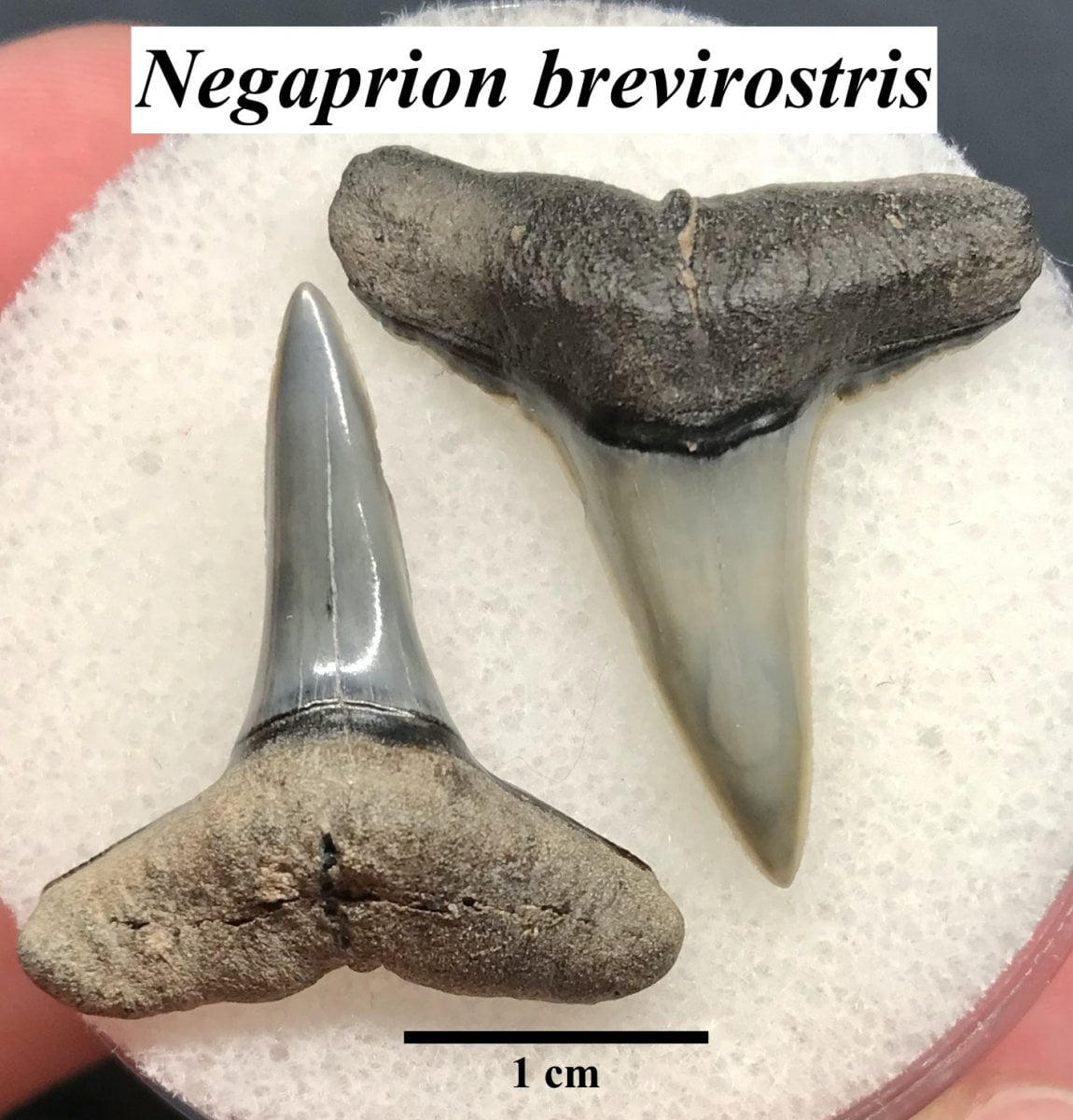 Negaprion brevirostris - Sharks, Rays and Skates - The Fossil Forum