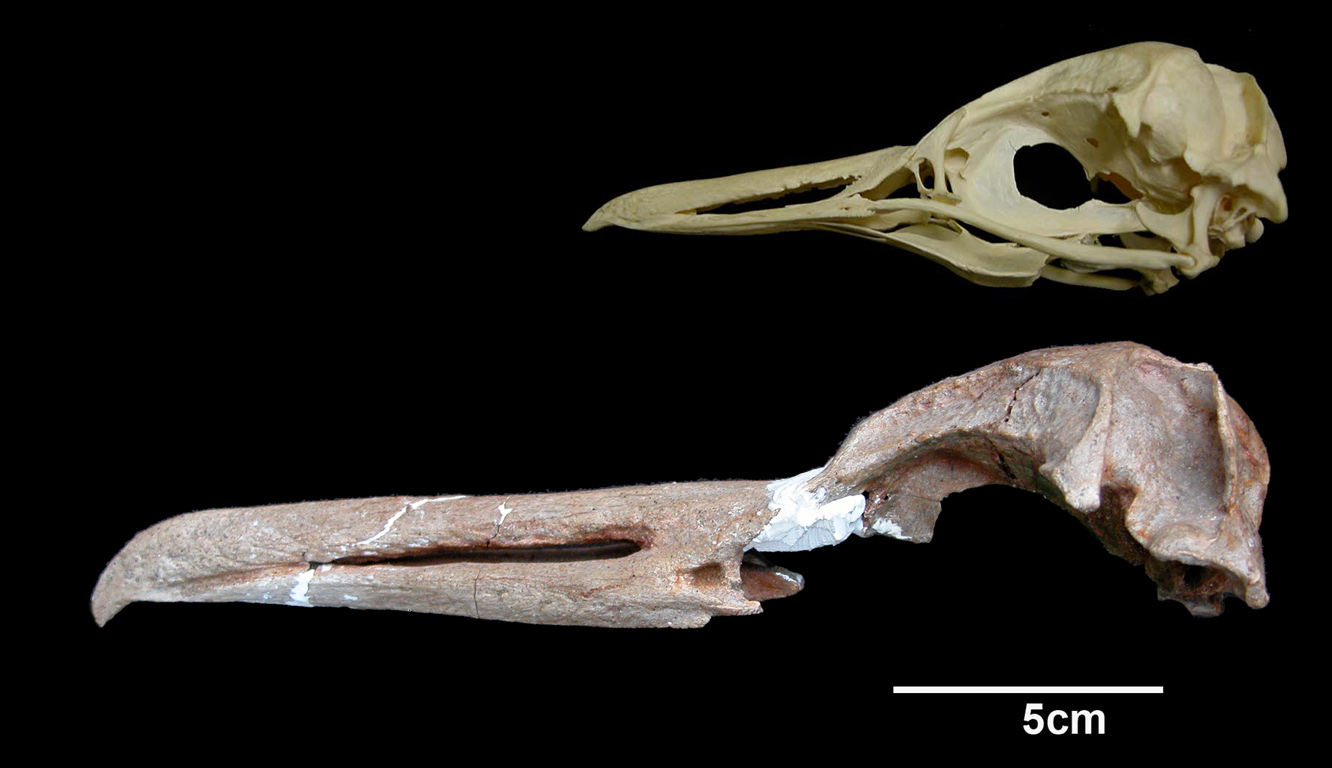 Penguin beak (Pliocene of Chile) - Fossil ID - The Fossil Forum
