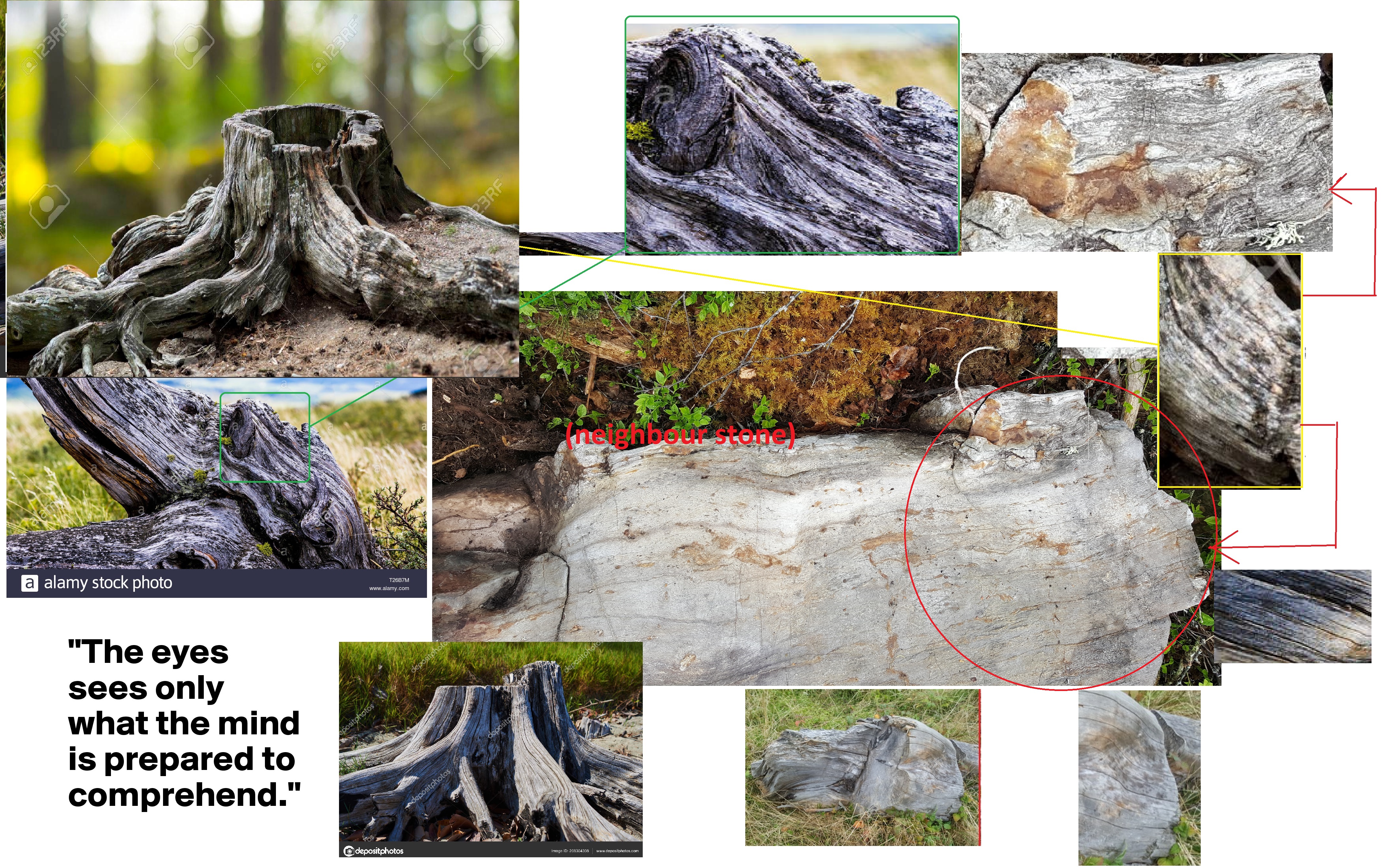tree fossil/petrified part? - Fossil ID - The Fossil Forum