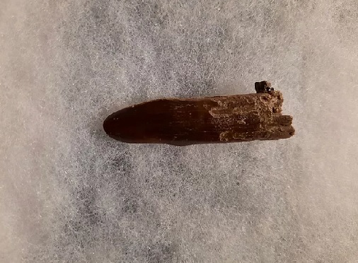 Dicraeosaurus teeth - Fossil ID - The Fossil Forum