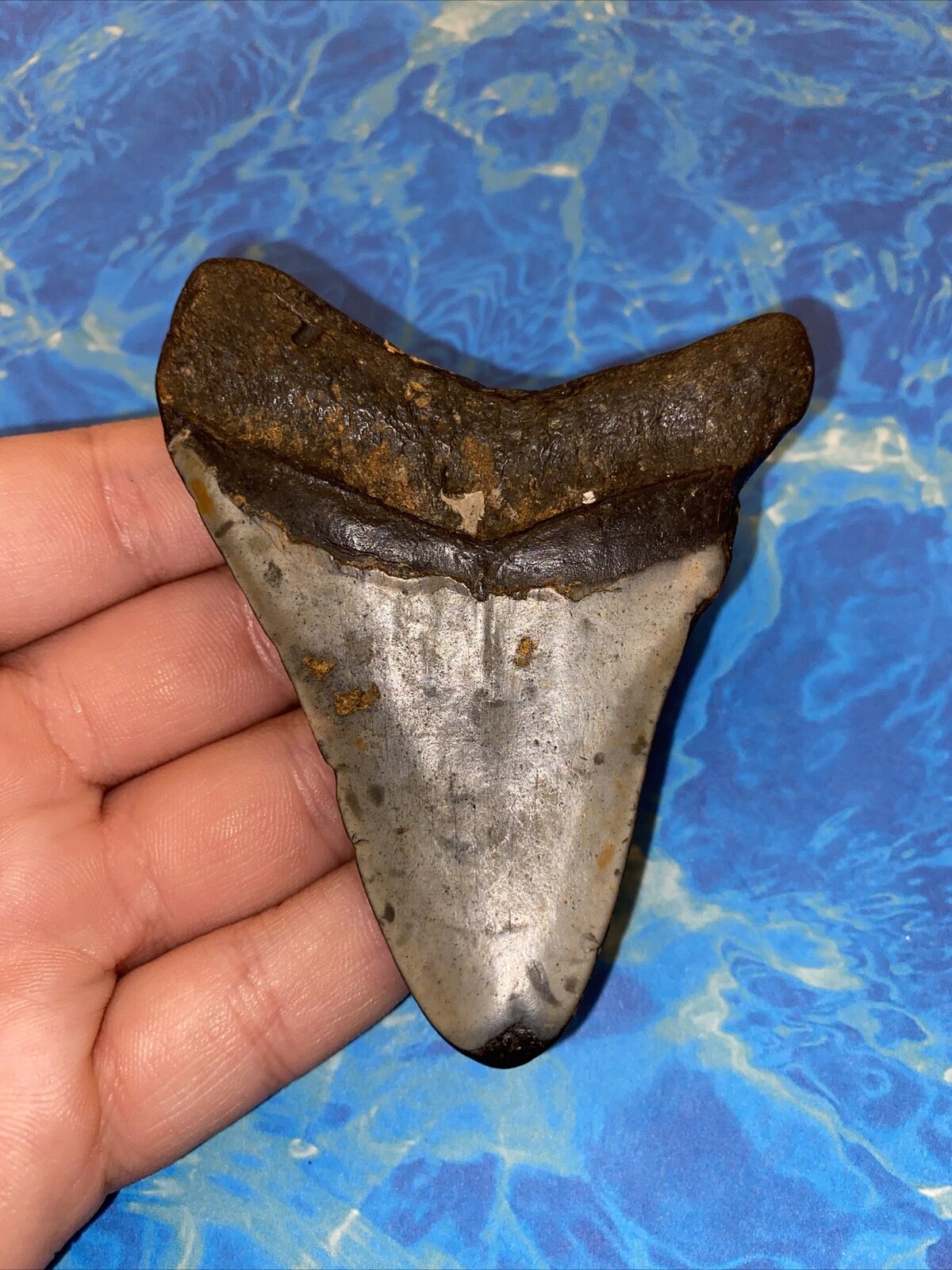 Are these real Megaladon real or fakes. - Is It Real? How to Recognize ...