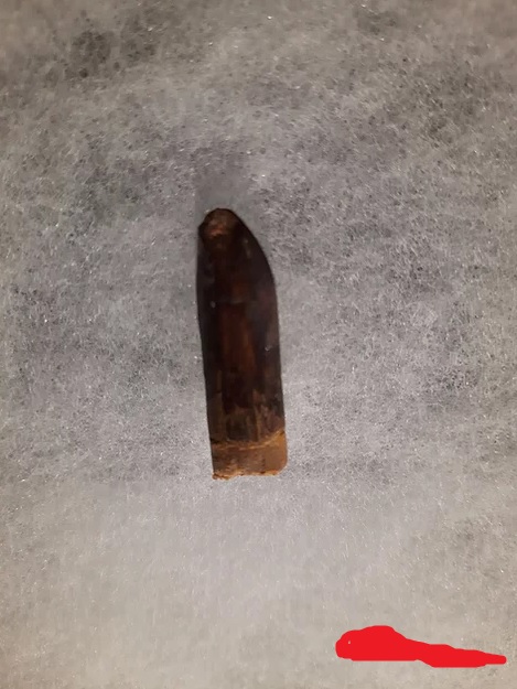 Dicraeosaurus teeth - Fossil ID - The Fossil Forum