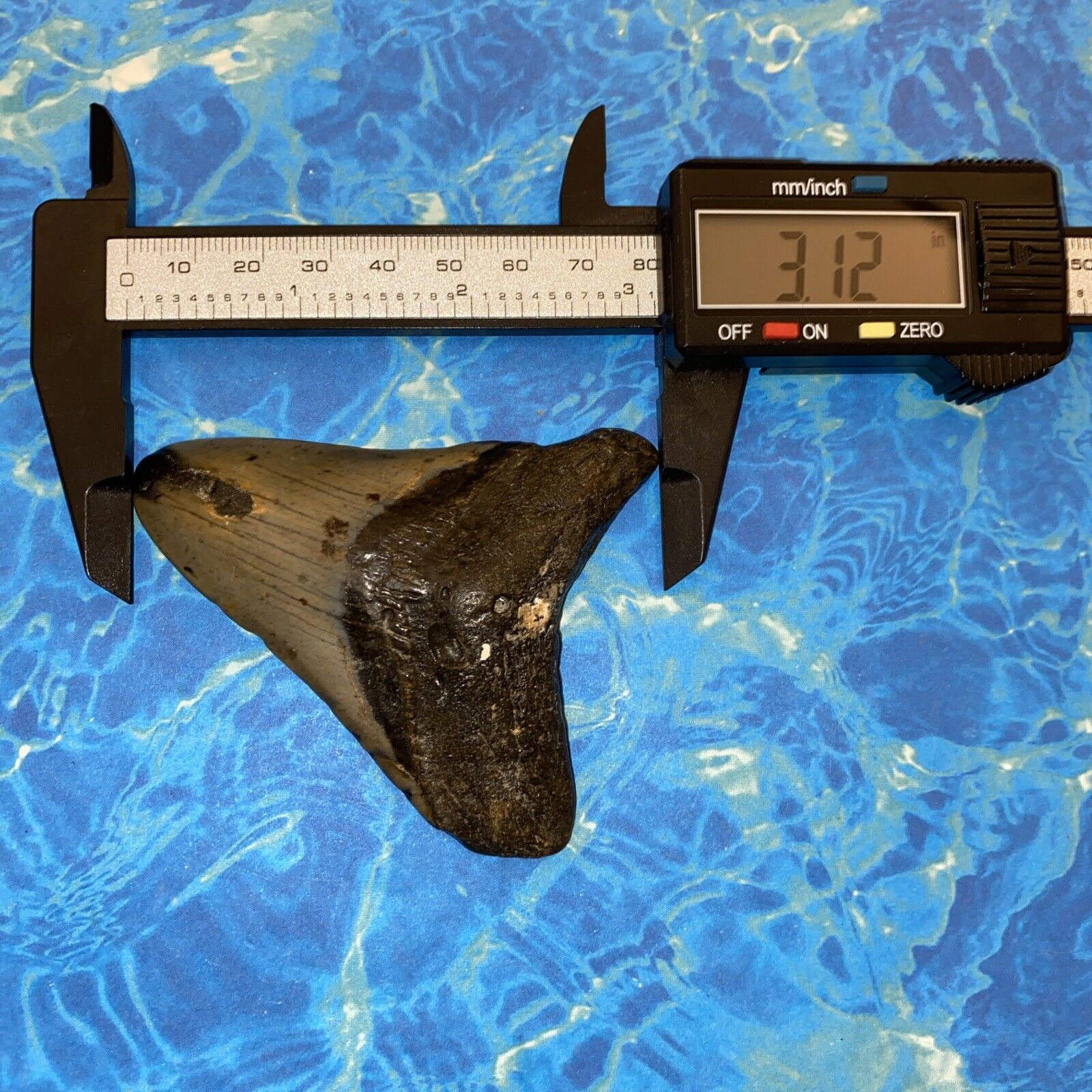 Are these real Megaladon real or fakes. - Is It Real? How to Recognize ...