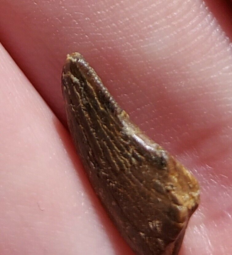 Small Lance Formation tooth - Fossil ID - The Fossil Forum
