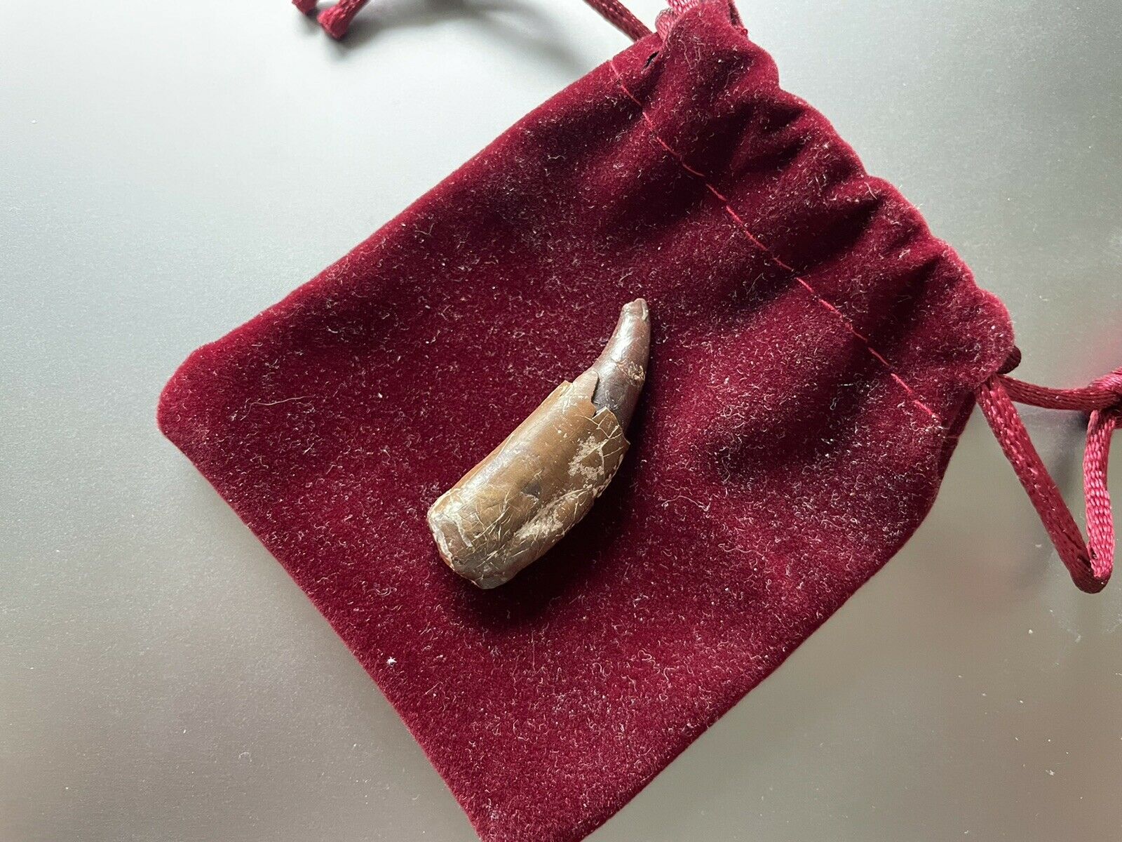 Is this a Simolestes Pliosaur tooth? - Fossil ID - The Fossil Forum